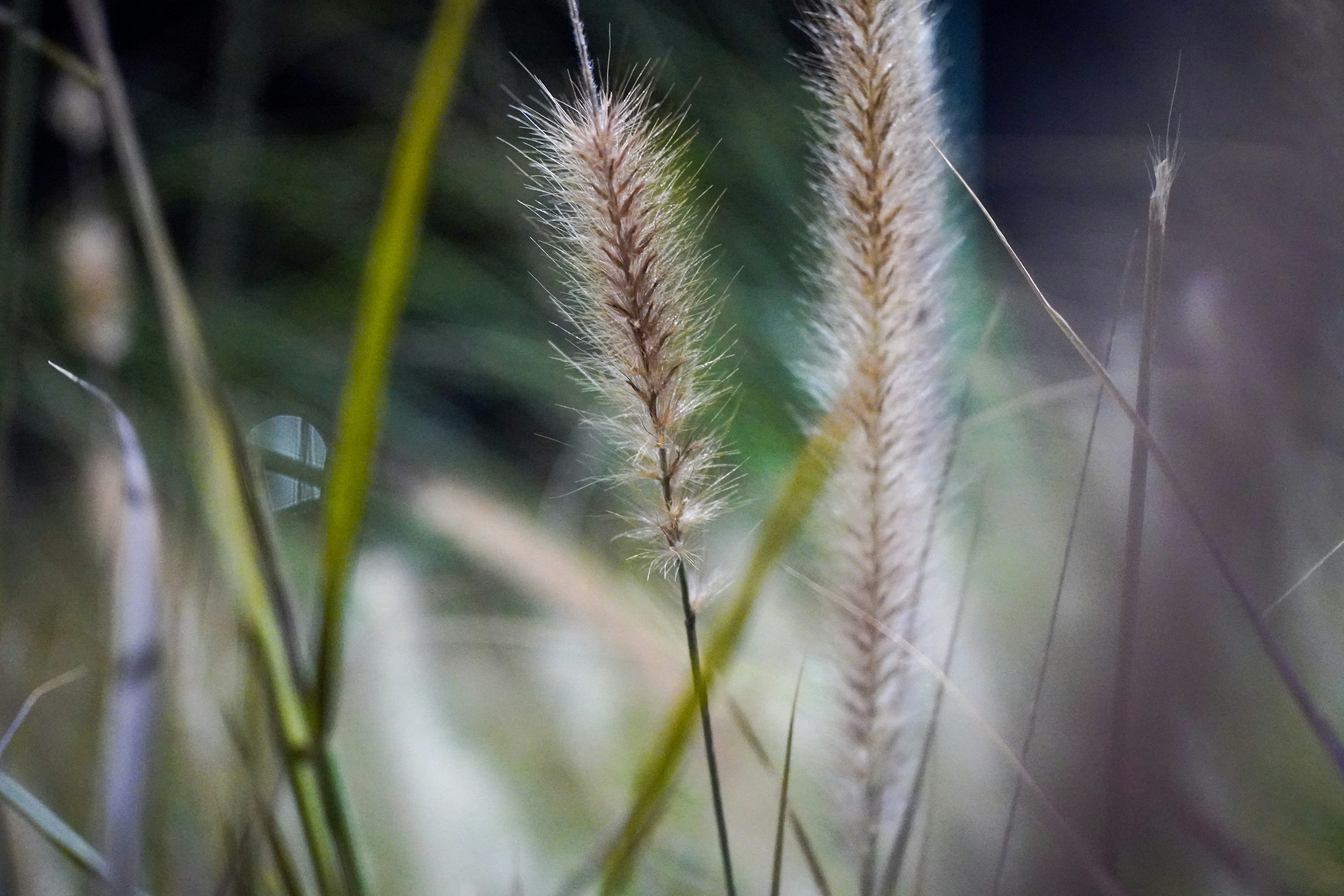 Whispering Seed Heads in Soft Backlight