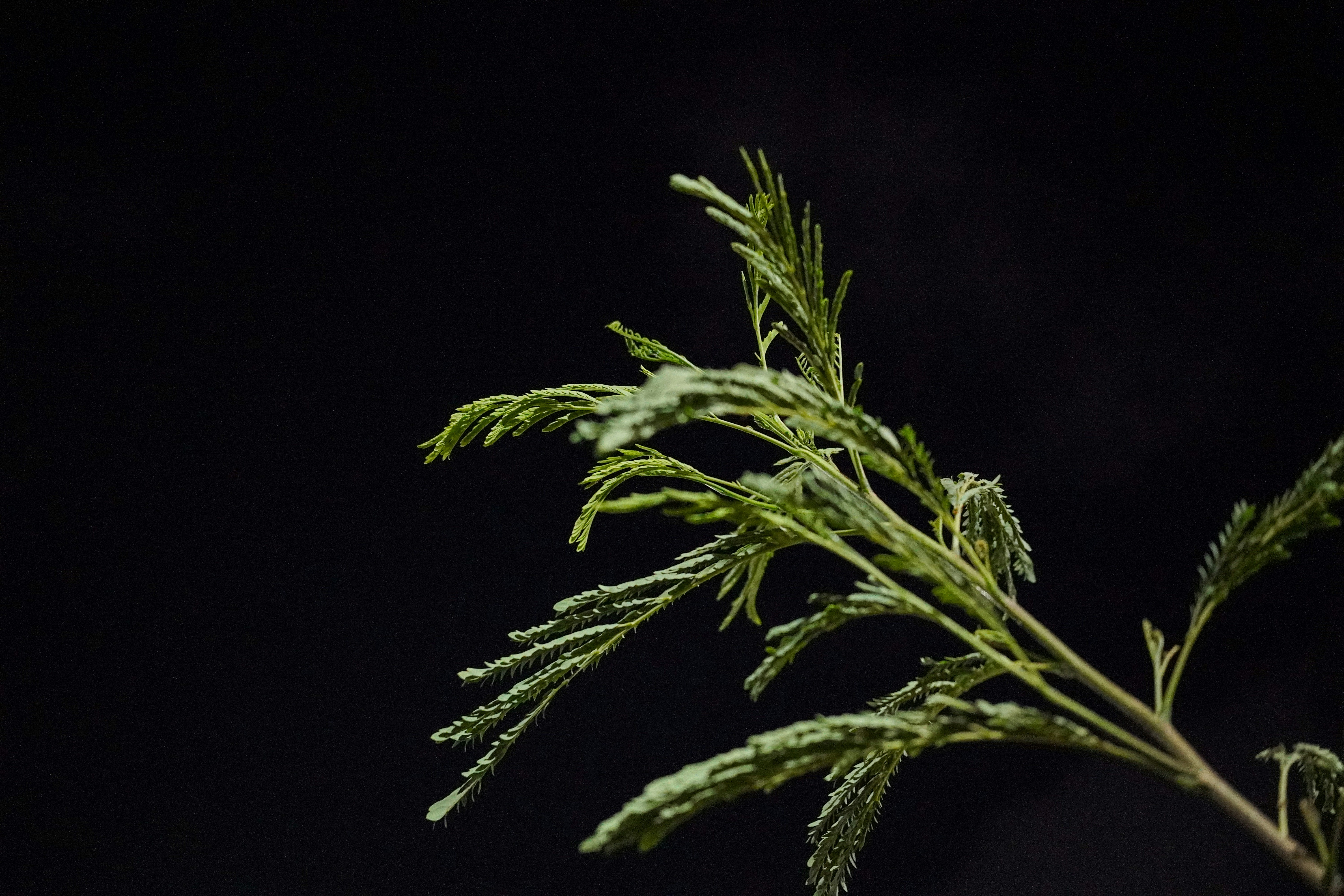 Nocturnal Needle: A Pine Sprig Against Velvet Darkness