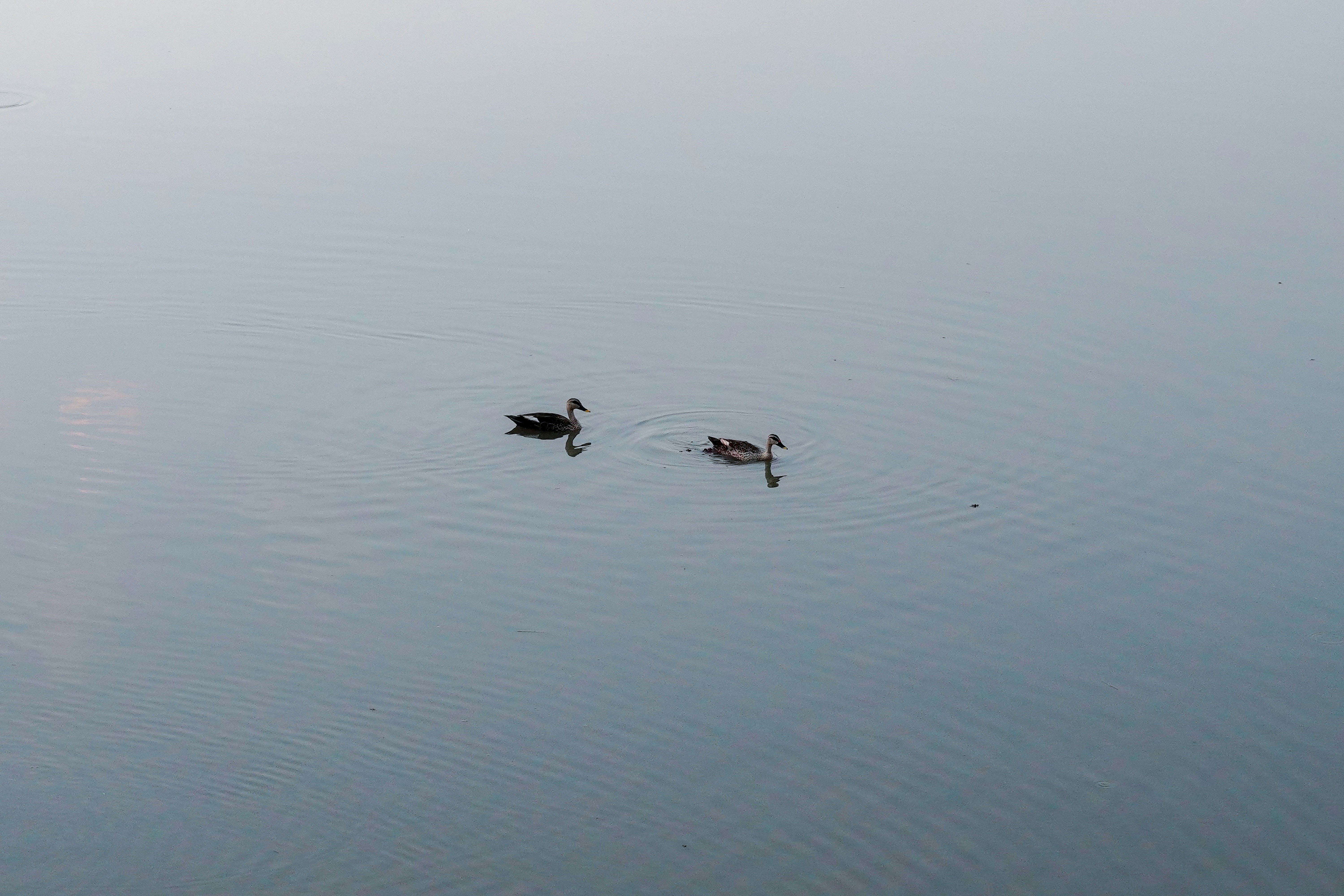 Two ducks swim peacefully across the calm, expansive surface of a quiet lake. The gentle ripples created by their movement add a touch of rhythm to this minimalist and serene natural scene.