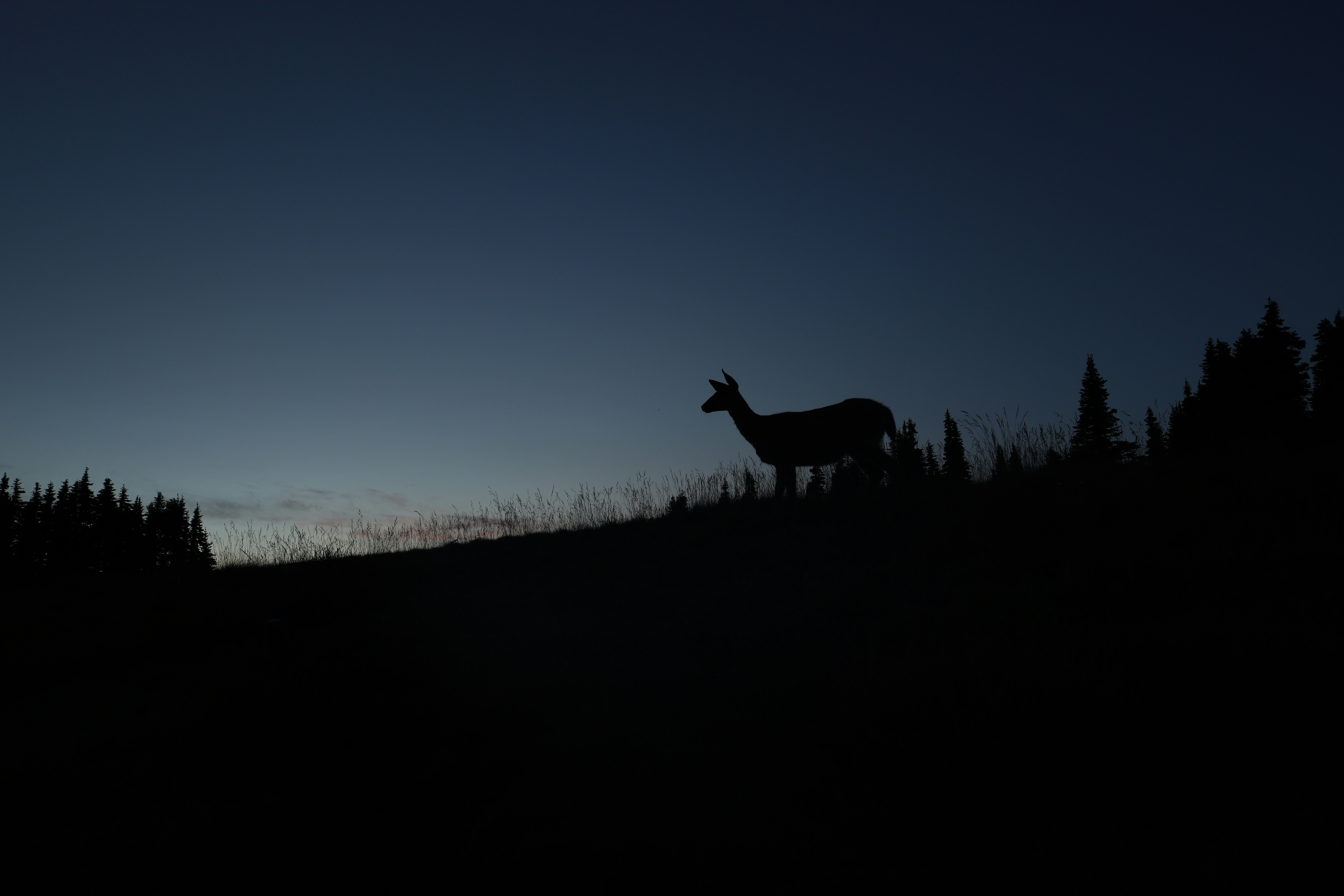 Silhouette on the Slope: A Lone Giraffe Against Dusk