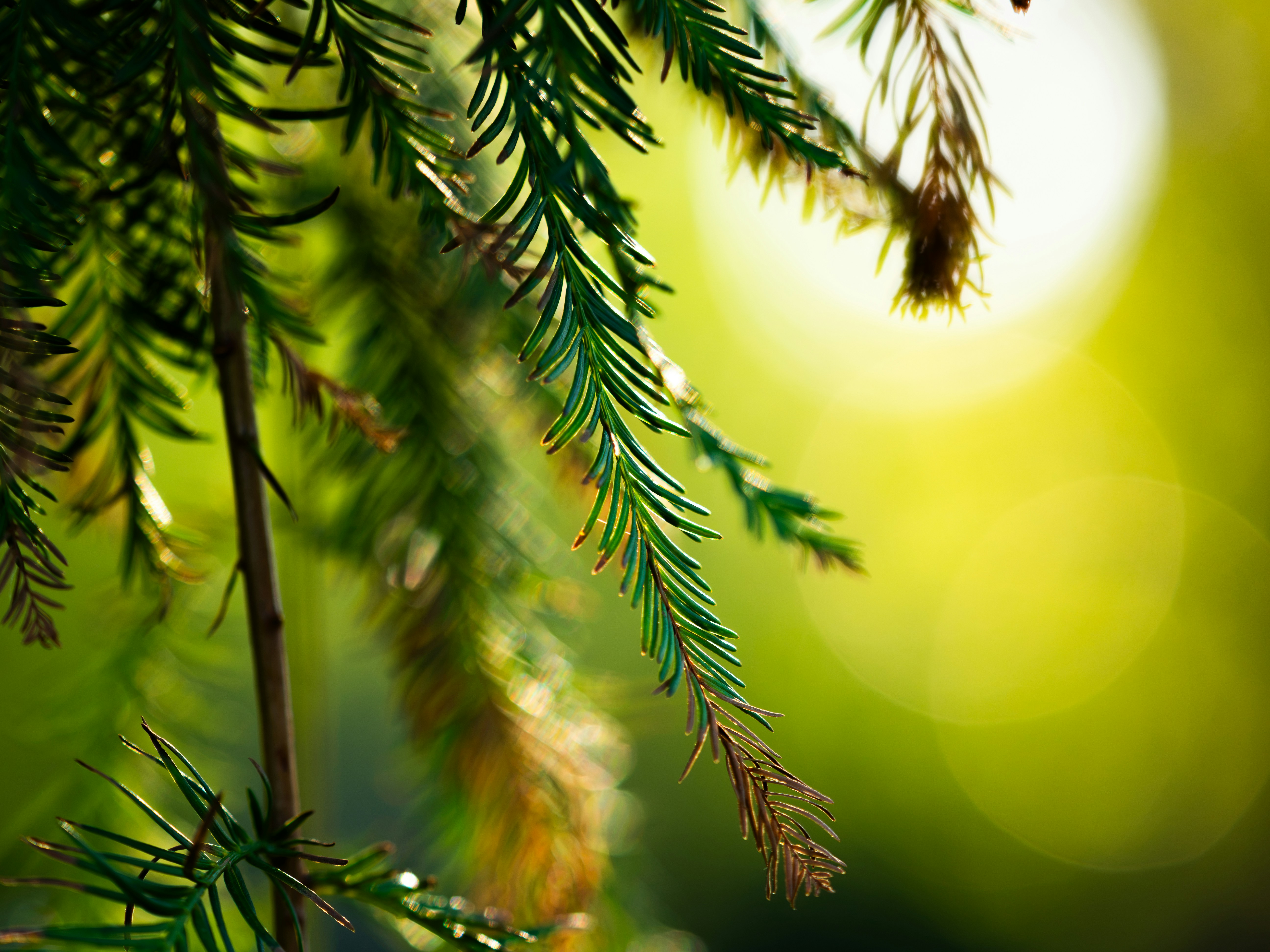 Sunlit Sprig: Delicate Pine Needles in Soft Bokeh