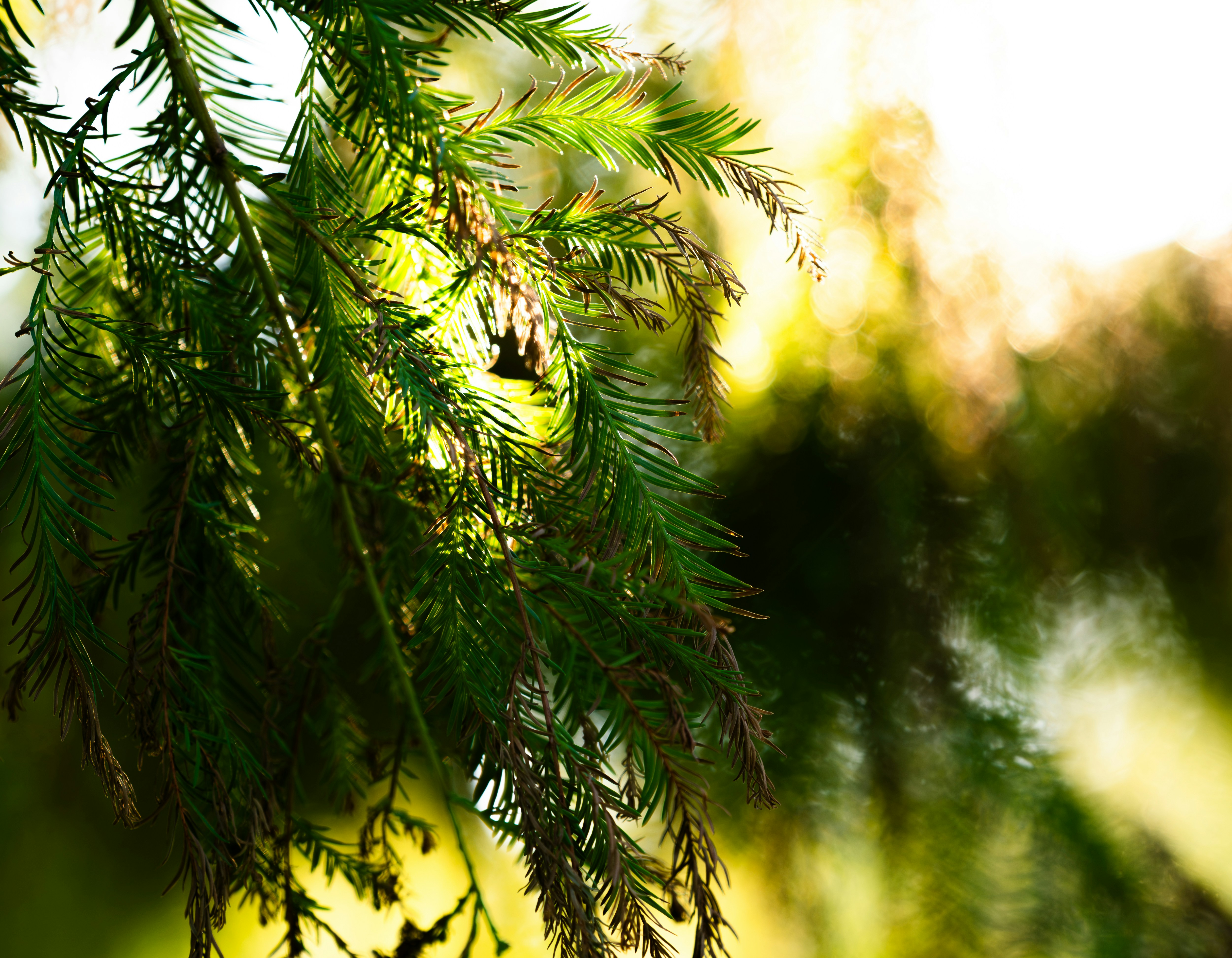 Sunlit Fern Fronds in a Soft-Backlit Meadow