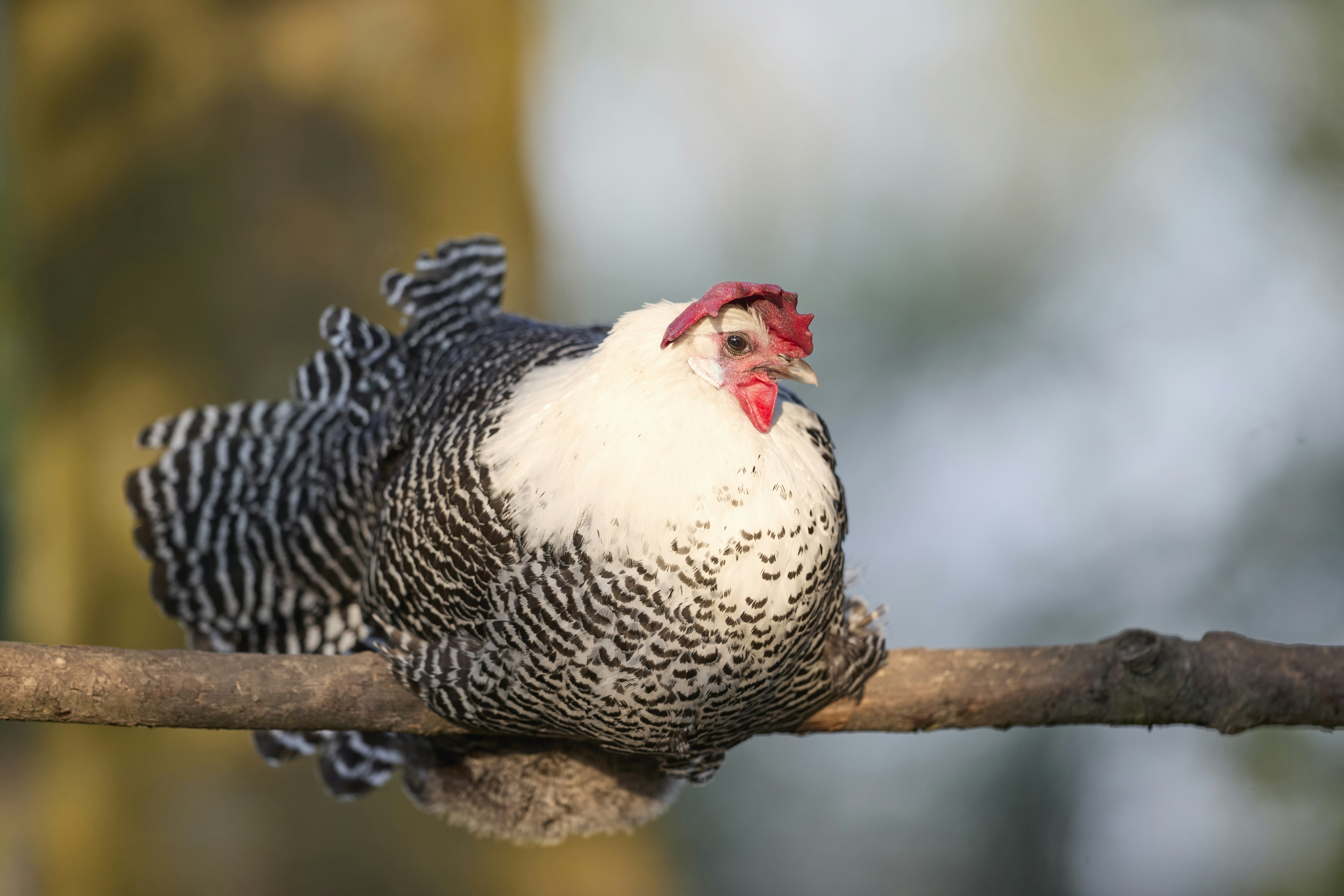 Strutting Coq in Sunlit Perch