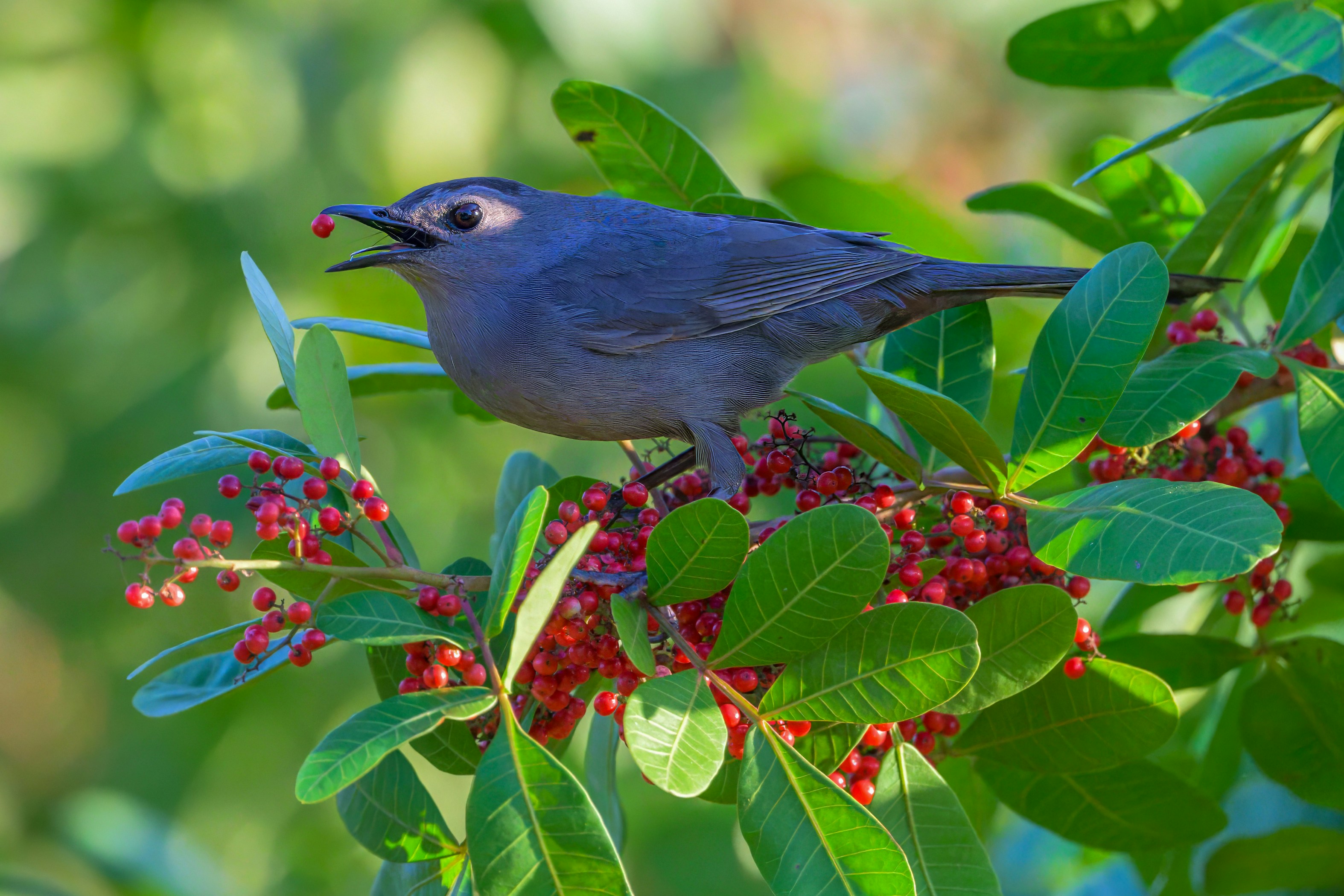 Blue Cardinal in a Blooming Red-berry Shrub