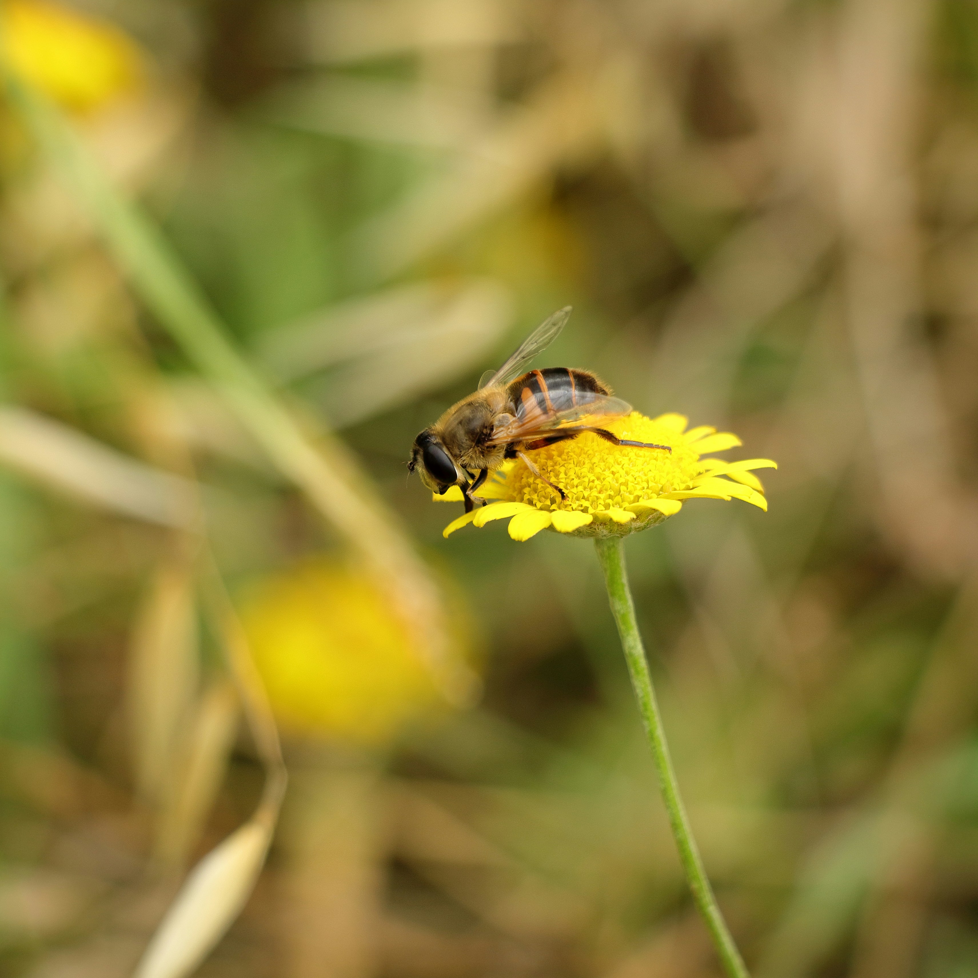 A bee rests on a bright yellow daisy, with a shallow depth of field isolating the foreground blossom against a soft, grassy backdrop.