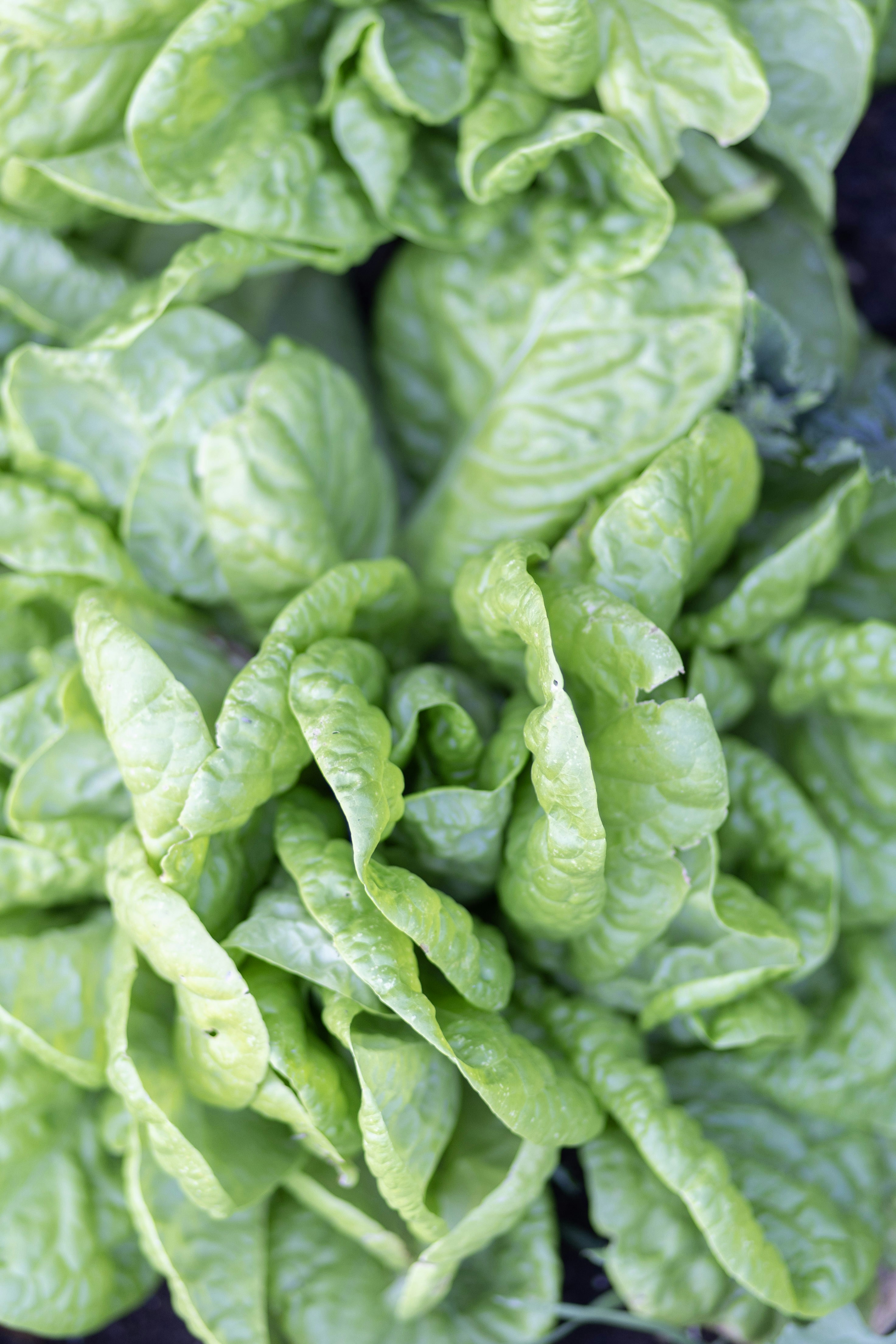 Lush green romaine beneath soft morning light