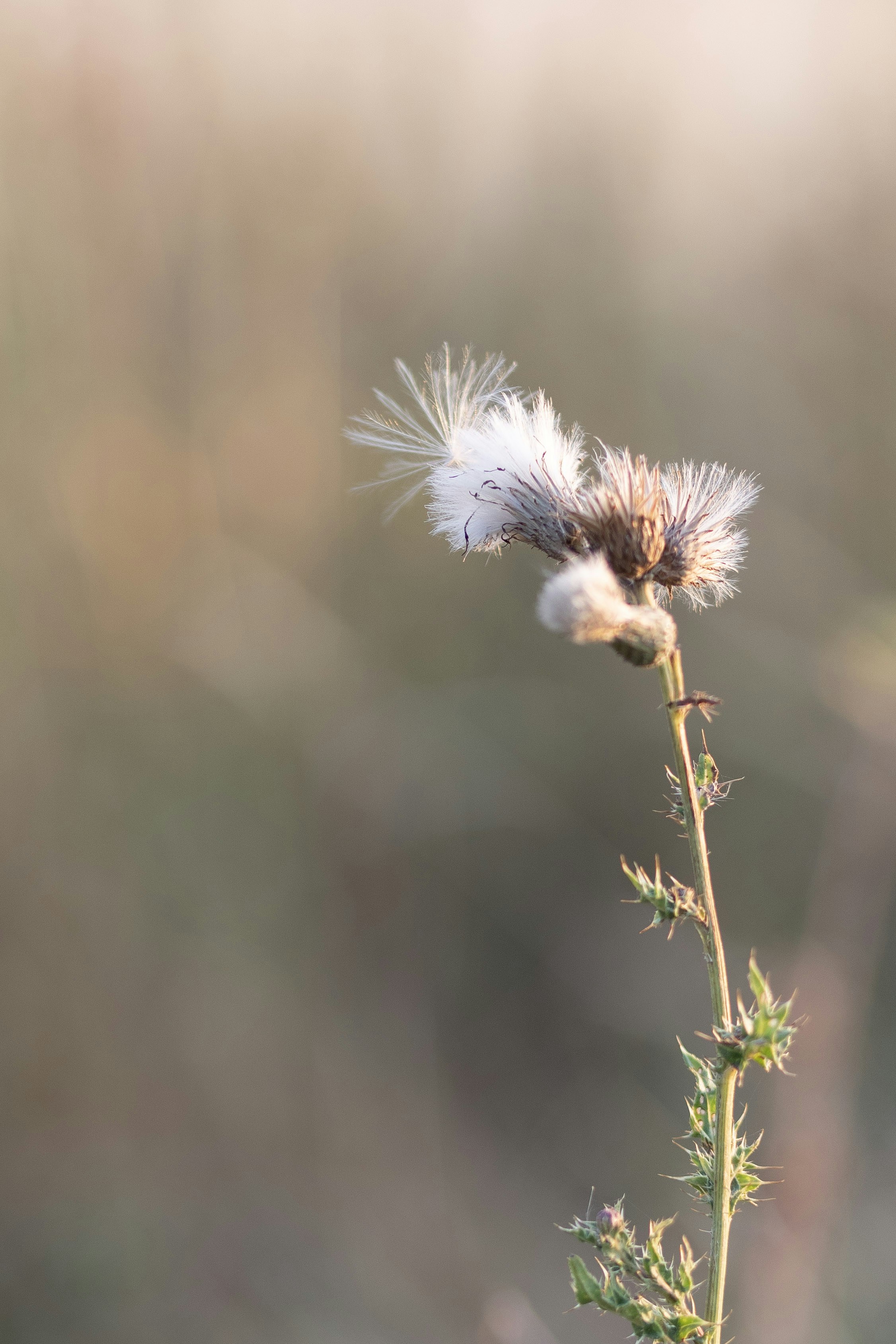 Dandelion Seed Head in Soft Backlight
