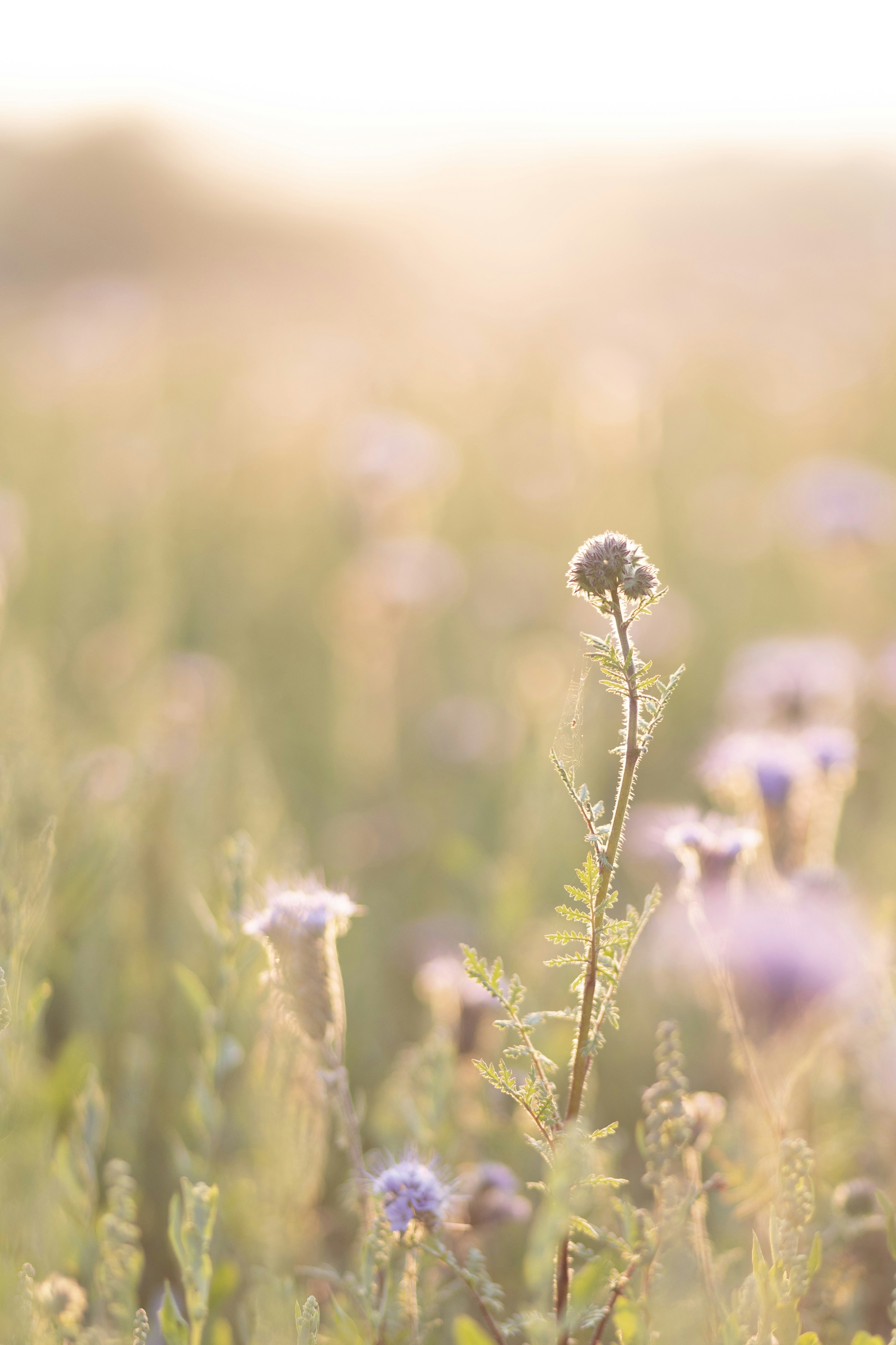 Sunlit meadow tendril: a lone coneflower catching the gold