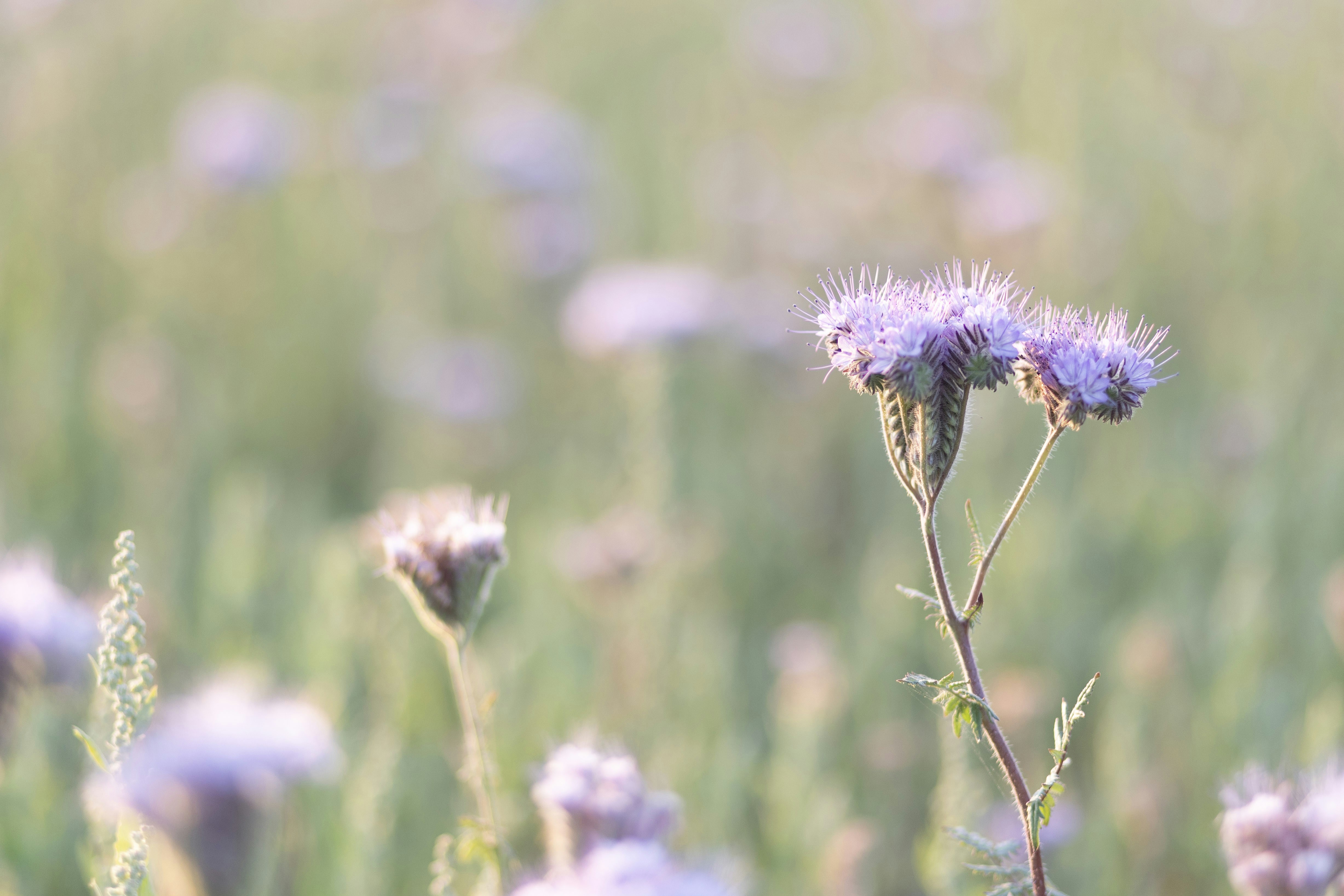 Blooming Beacon: Purple Thistle in Soft Meadow Light