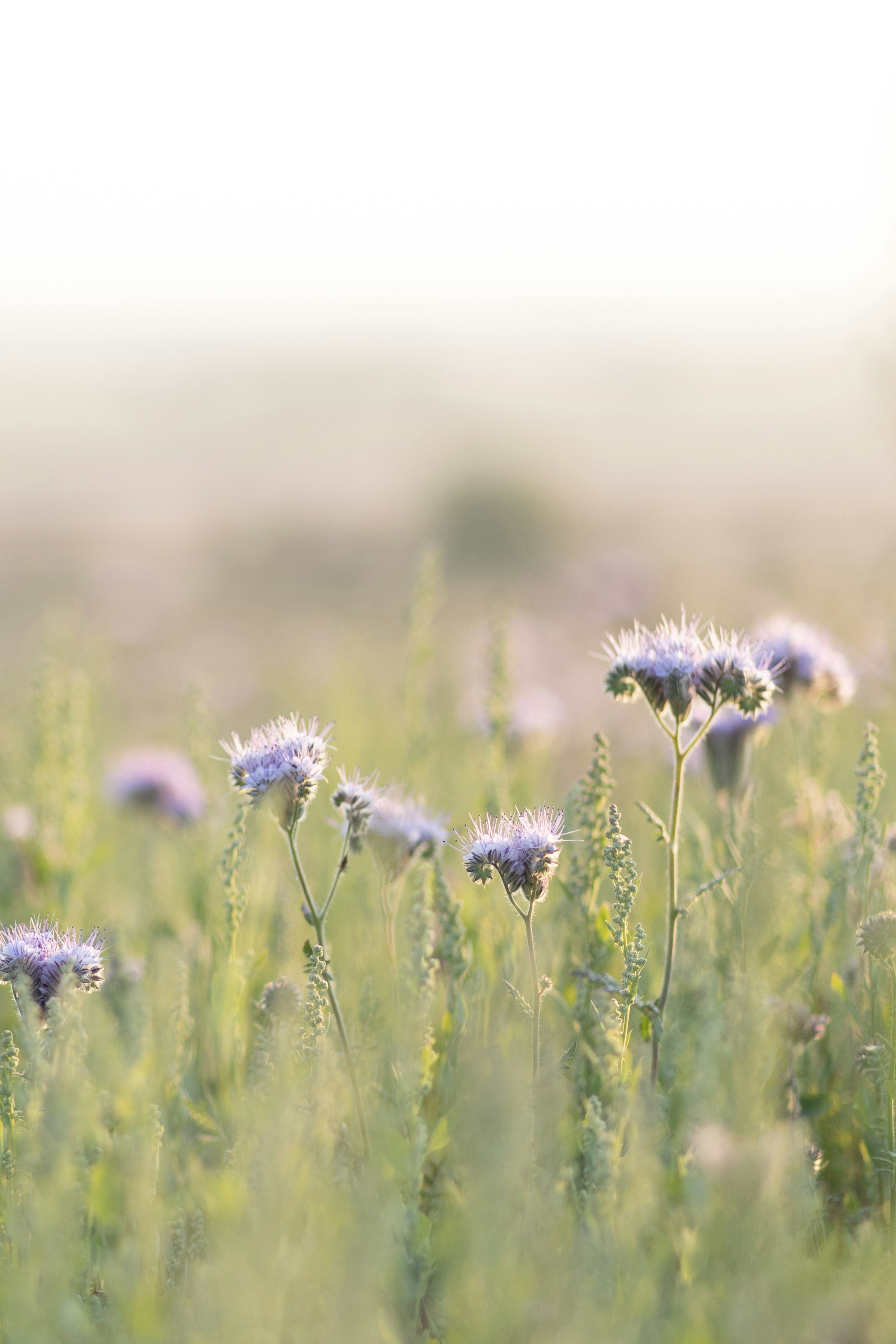 Soft-field Bloom: Lavender Heads in Morning Haze