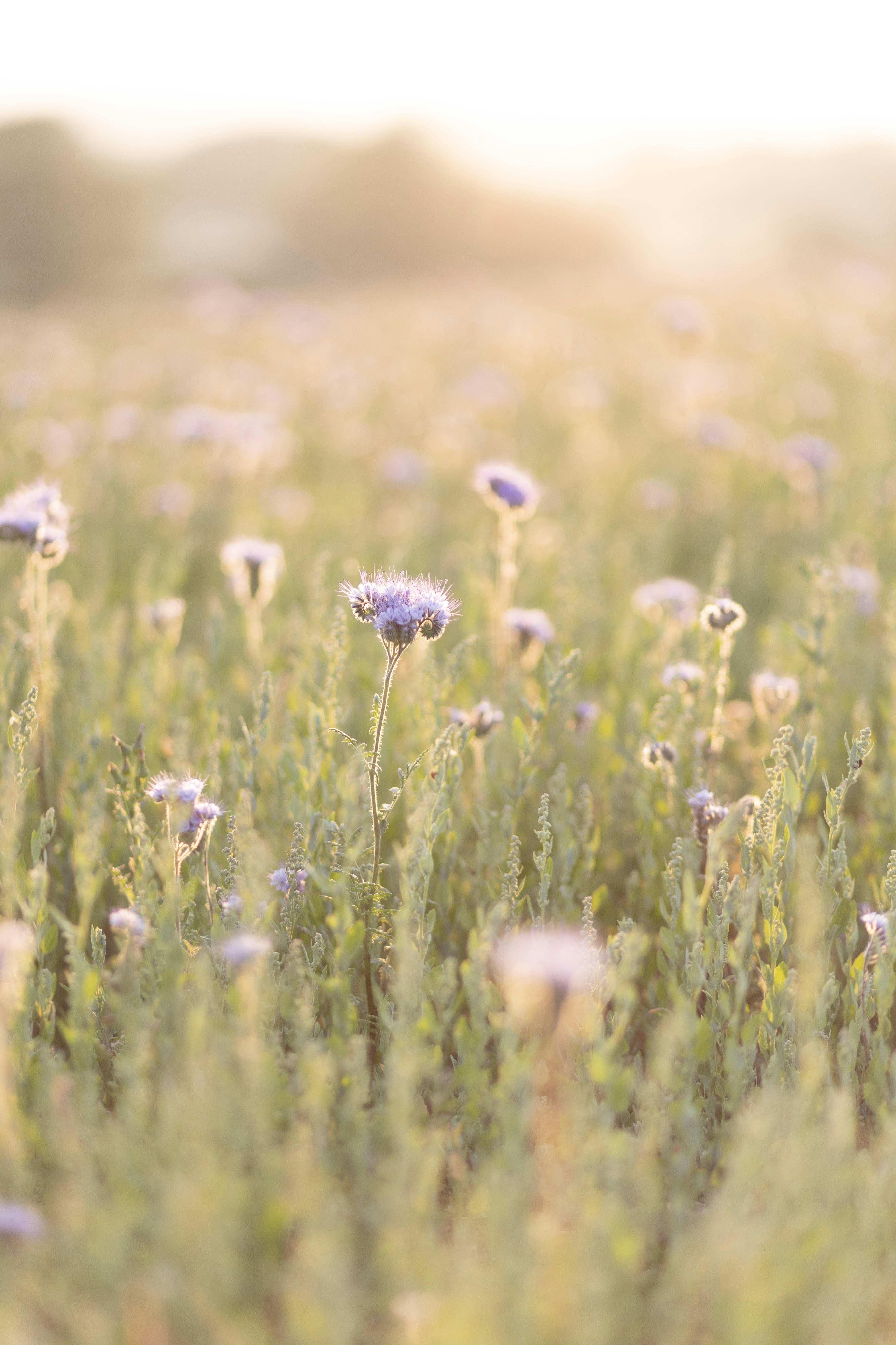Soft-focus Field of Dainty Daisies in Golden Hour Light