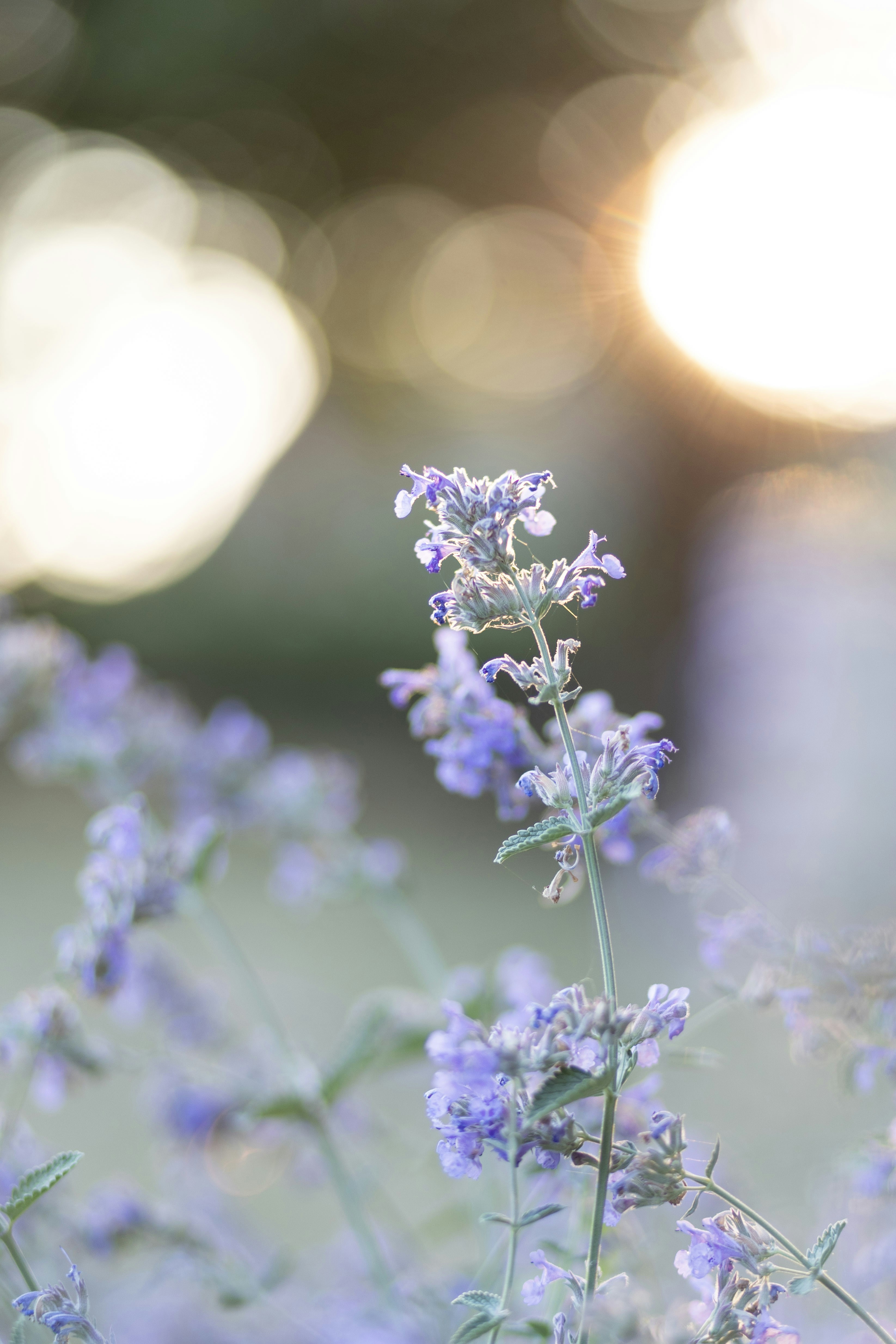 Evening Glow on Lavender: A Gentle Burst of Purple Against Bokeh Backdrop