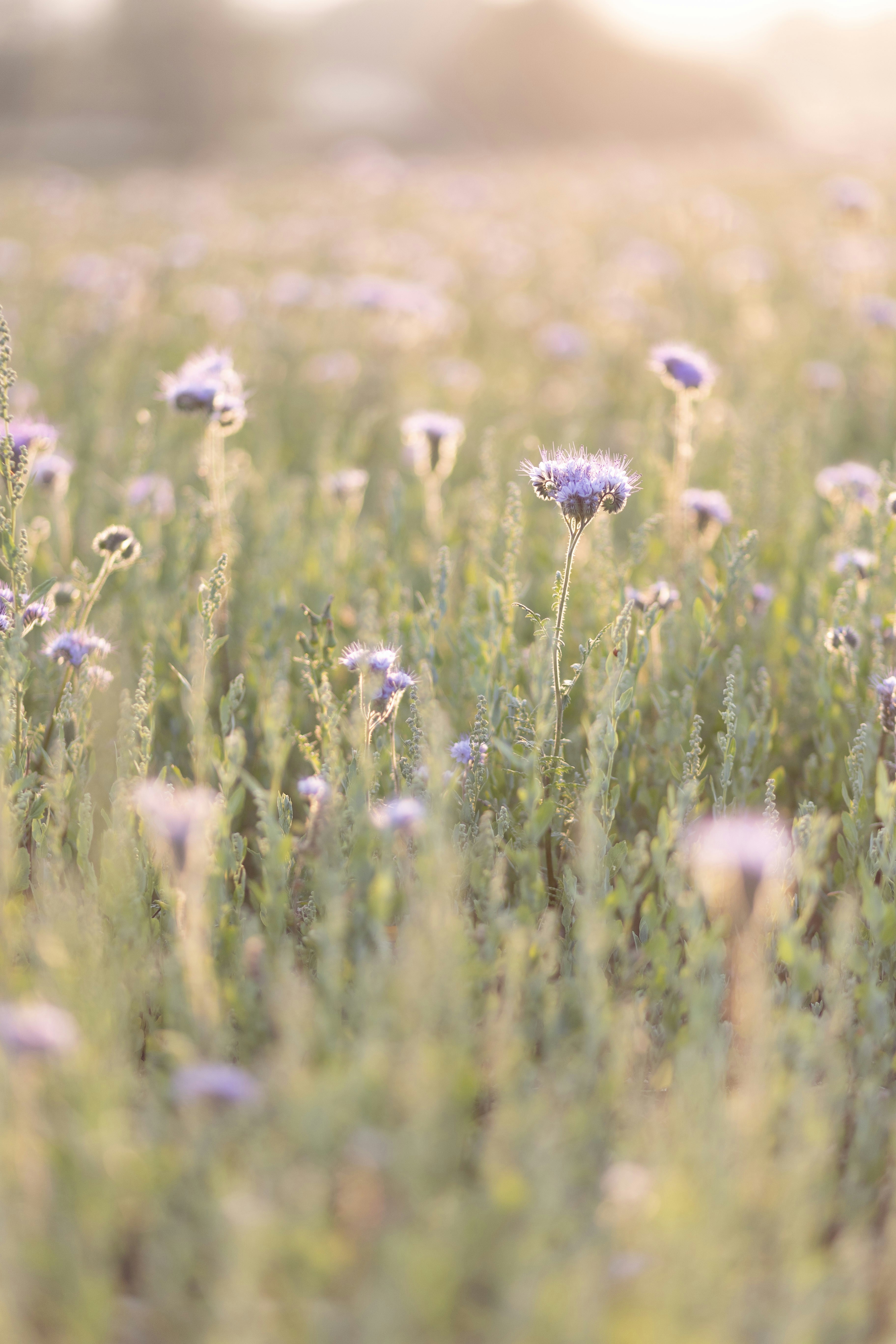 Soft dawn in a lavender-hued meadow