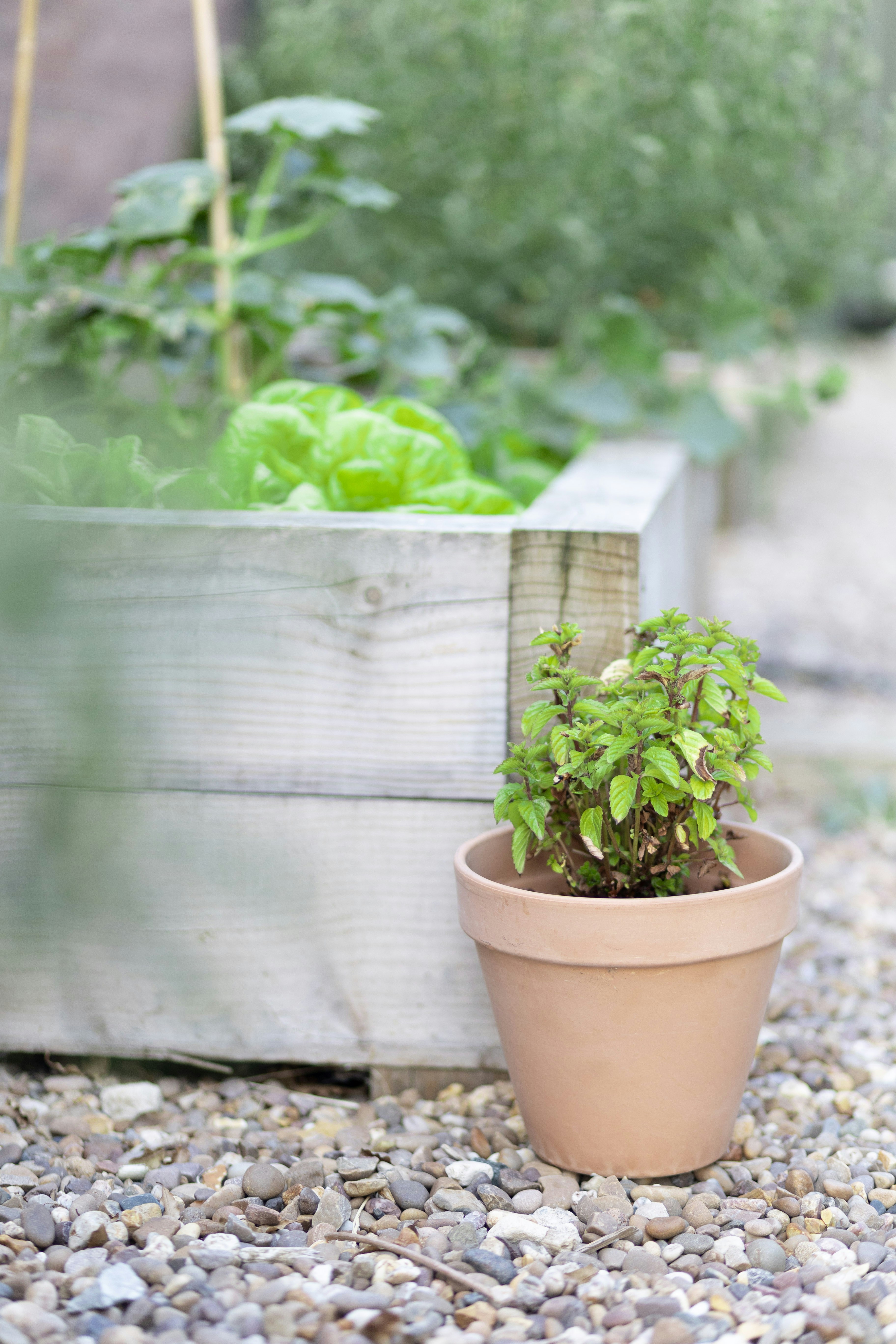 Potted herb amid raised-bed greens on a gravel path
