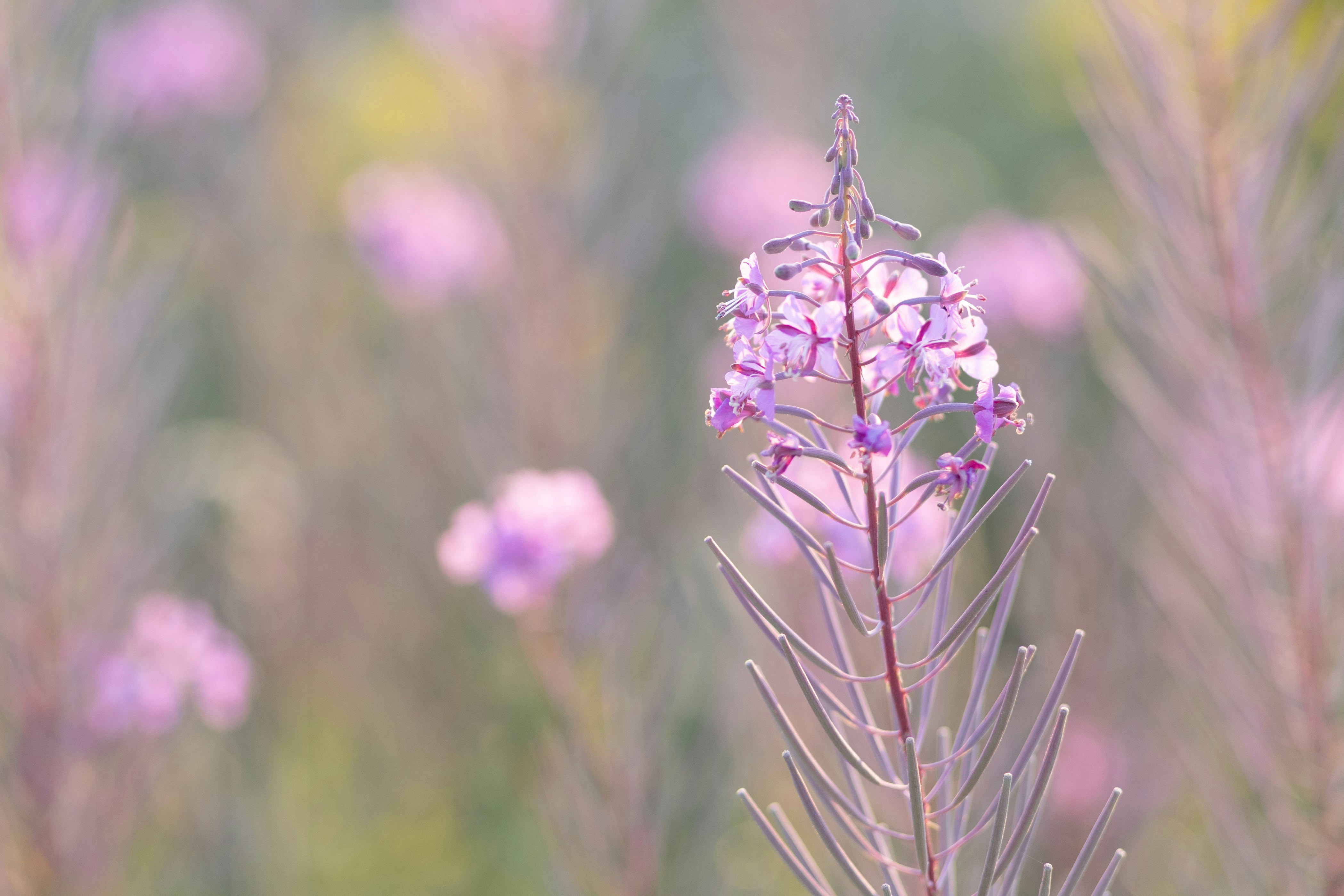 Soft Focus Pink Bloom Pierces a Blur of Field