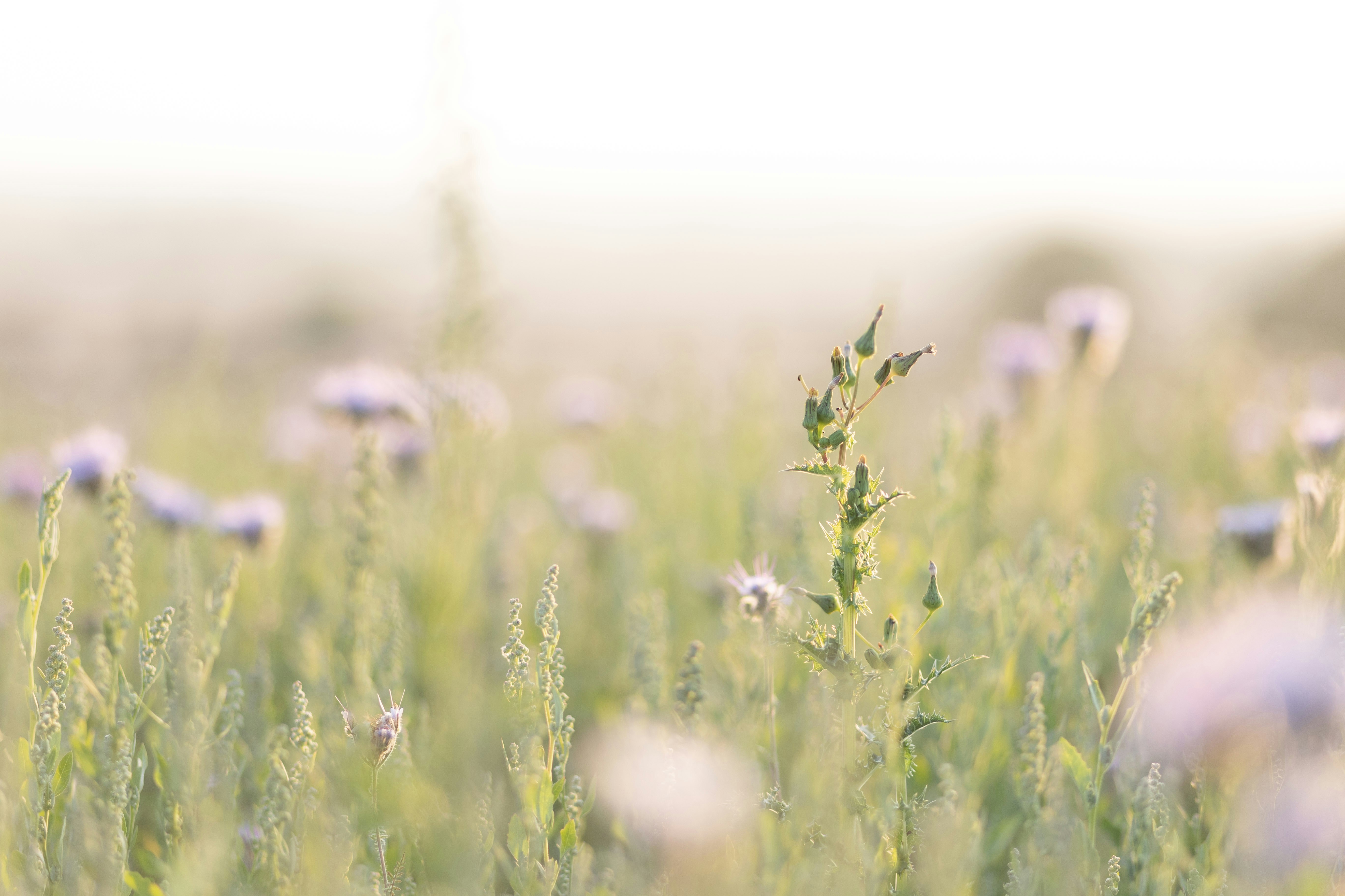 Sunlit Meadow: Quiet Field of Blooms in Soft Focus