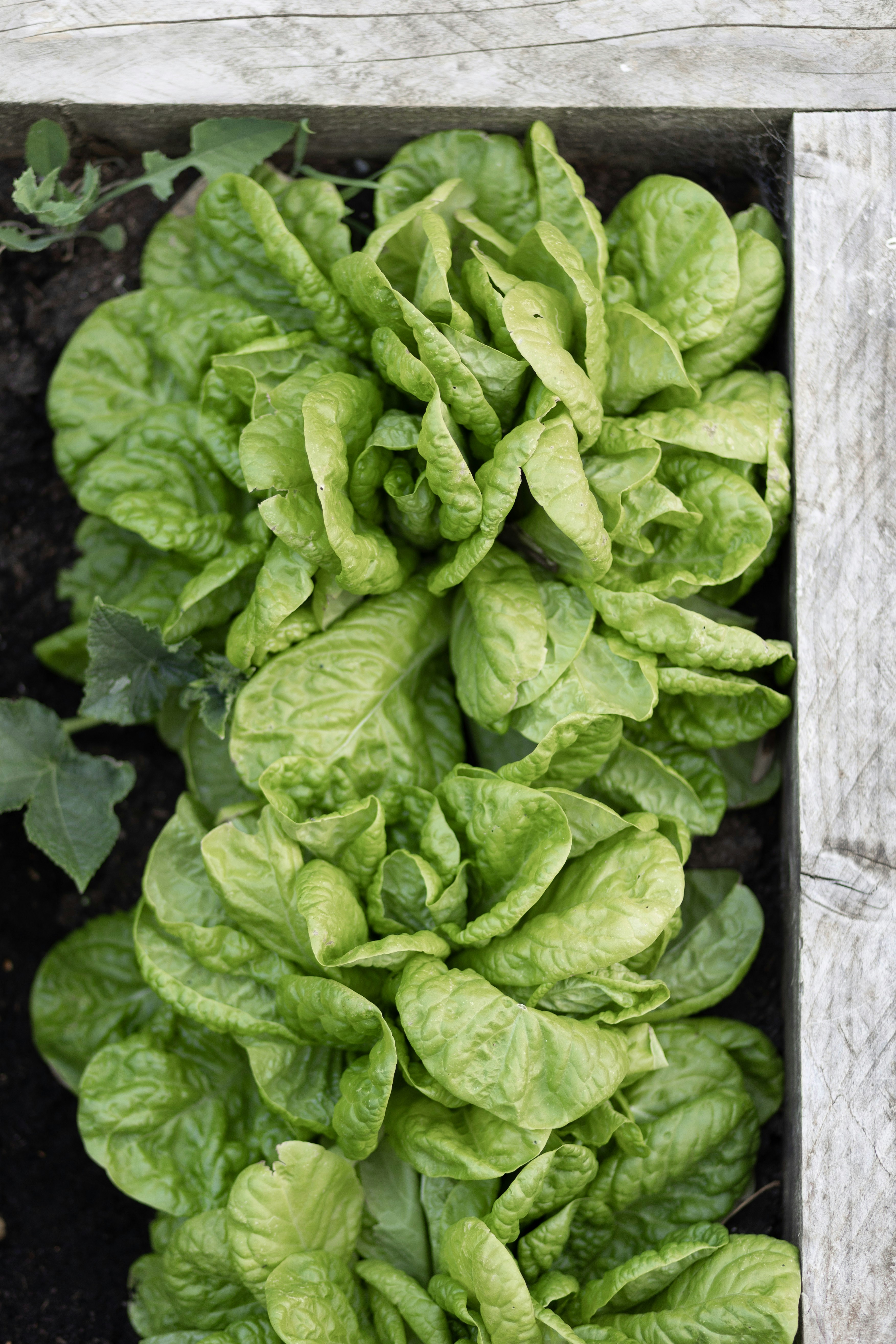 Fresh green lettuce leaves densely packed in a rectangular wooden planter, soil visible at the edges, natural daylight highlighting leaf texture and veining.
