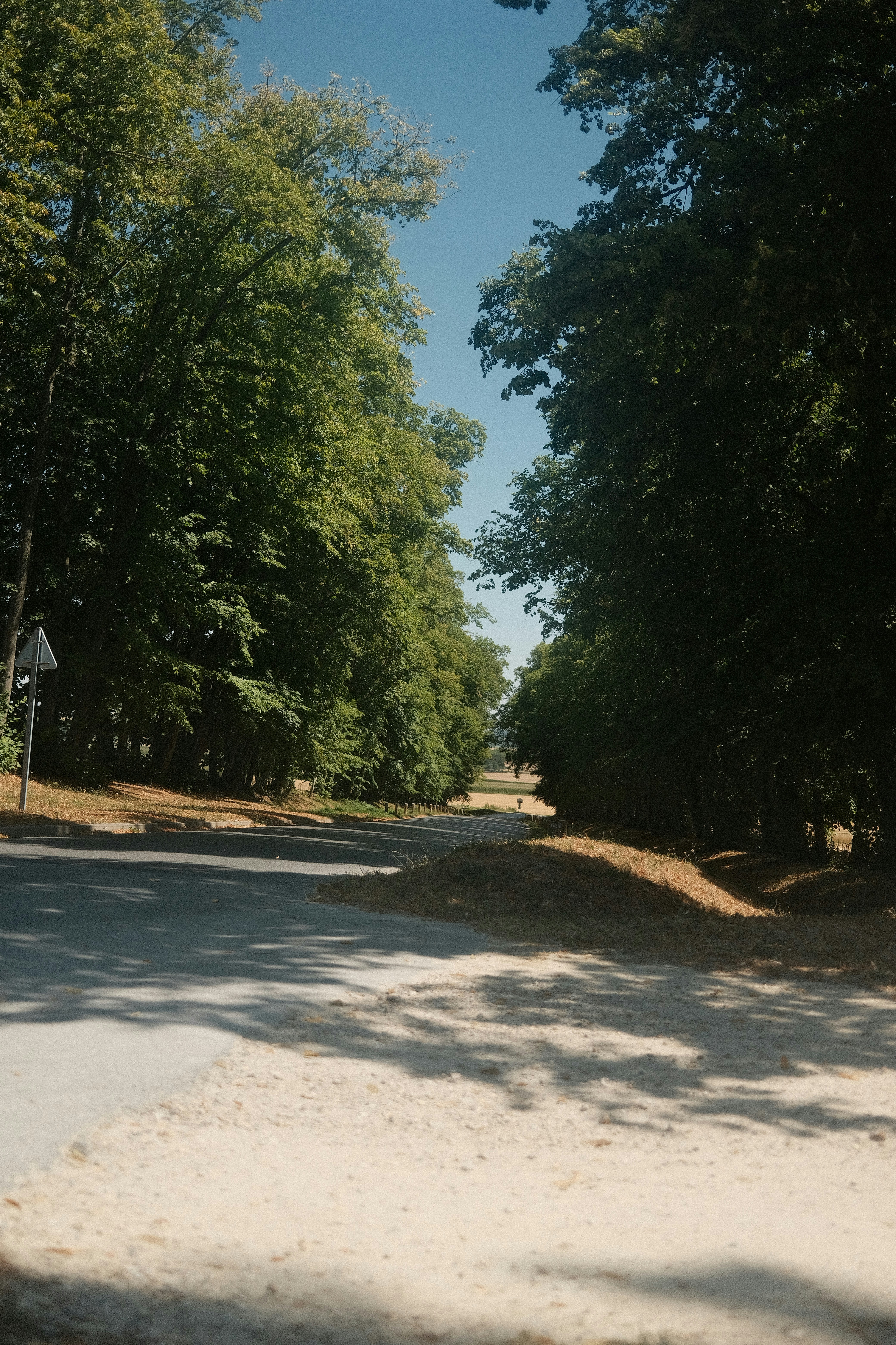 Tree-lined Roadway Opens to Bright Horizon