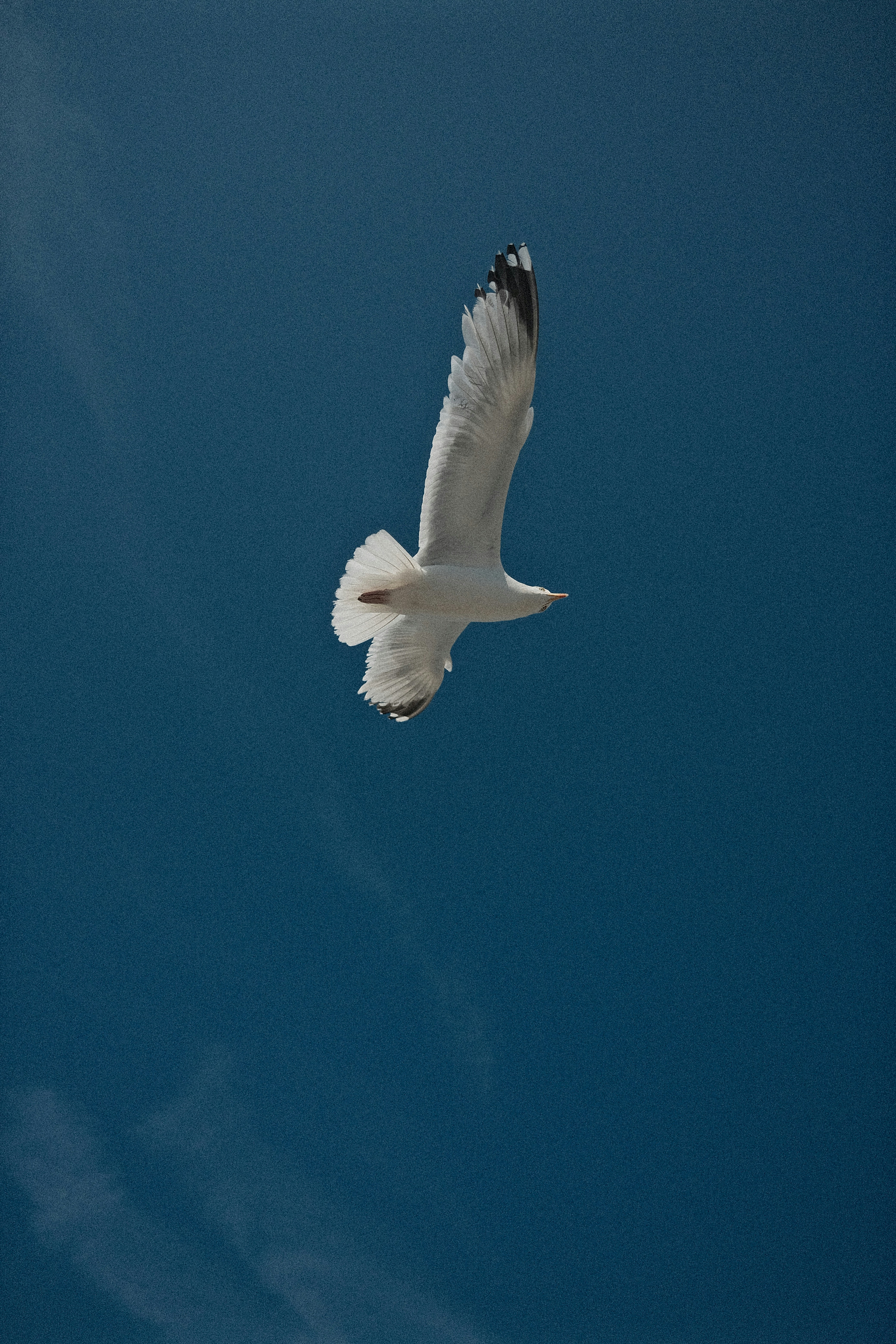 Soaring White: A Seagull Against a Deep Sky