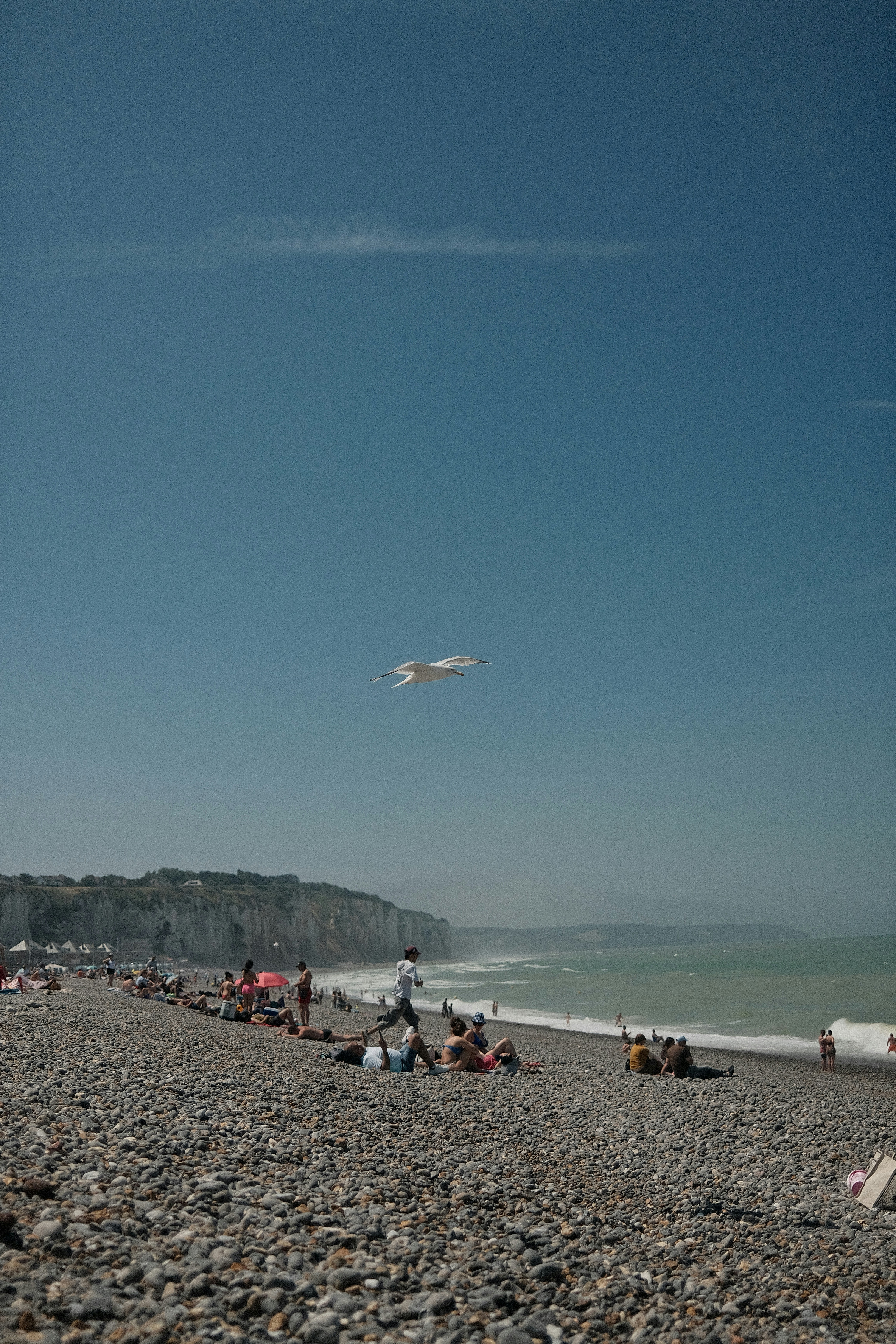 Seagulls Over the Pebble Beach: A Quiet Shoreline Day