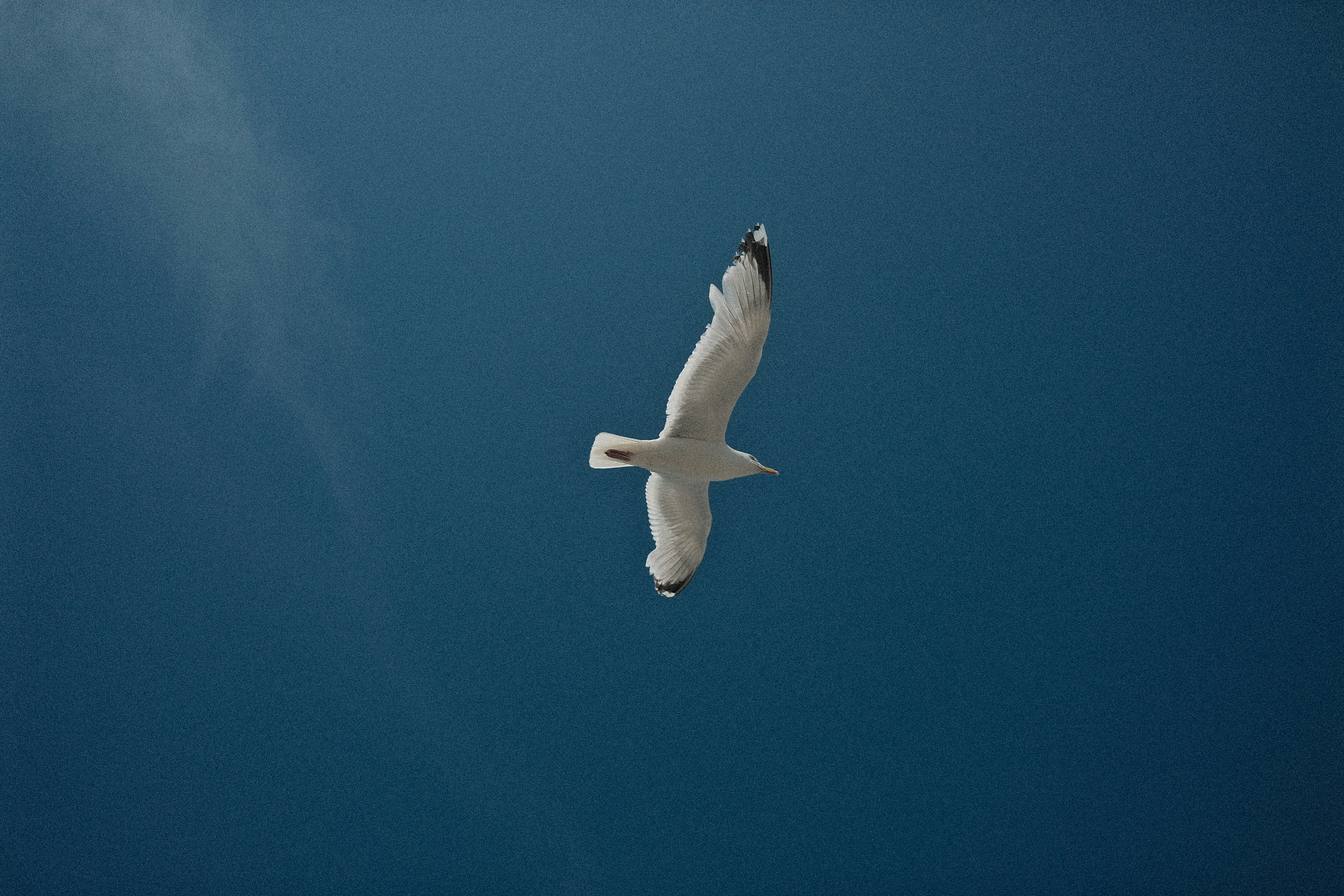 Midflight White Gull Against Deep Ocean Blue