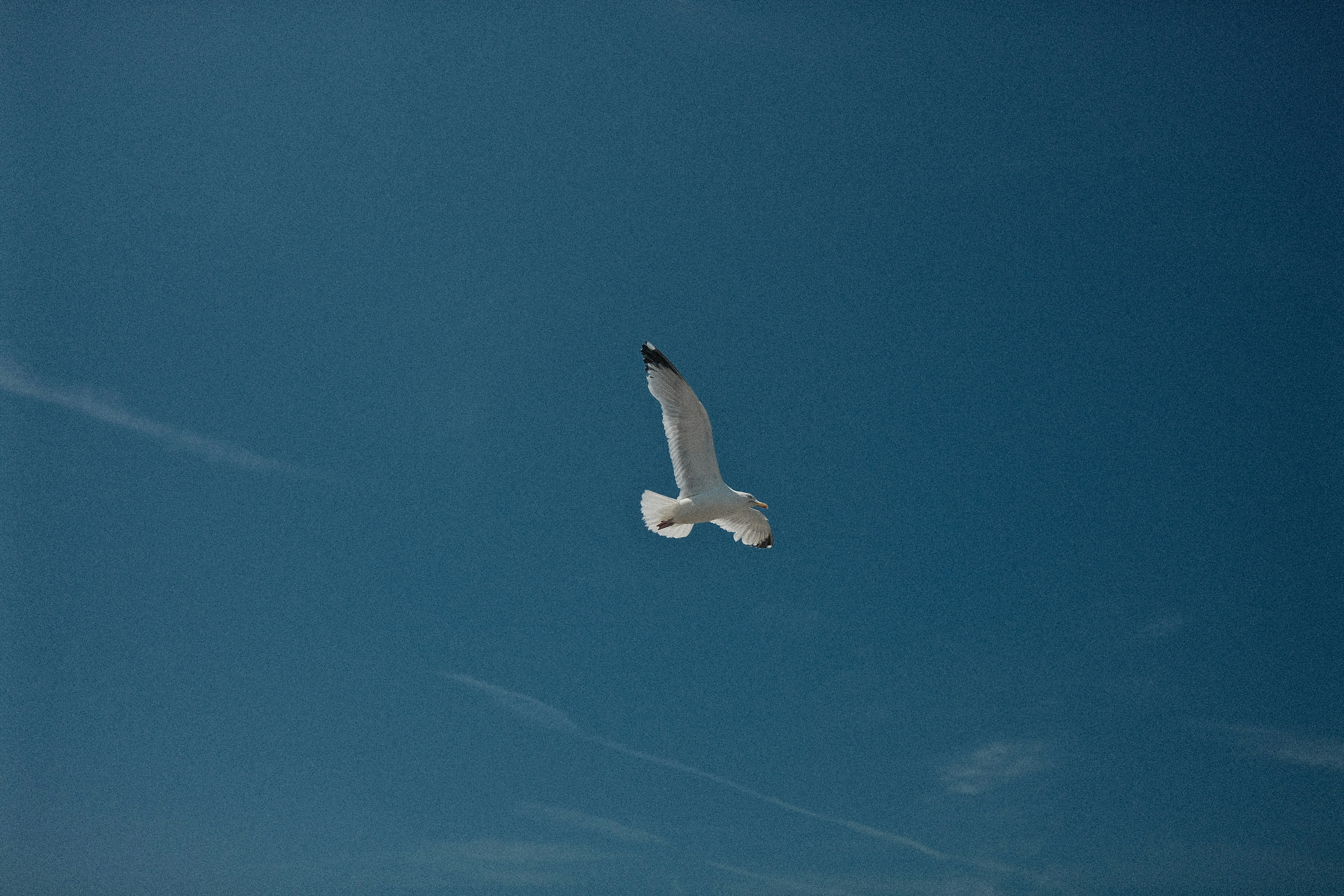 Soaring Silhouette: A Seagull Carves the Sky