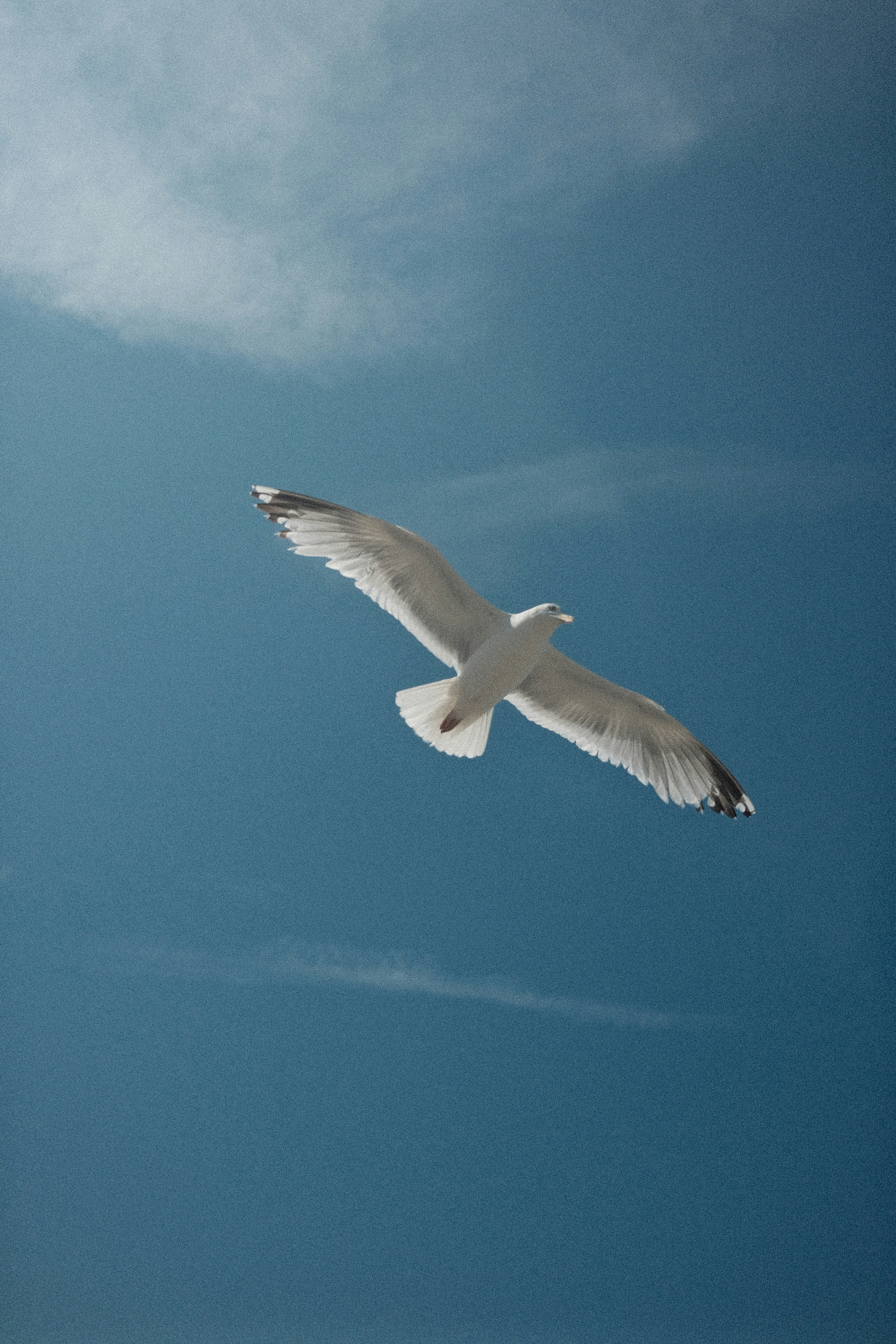 Soaring White: A Seabird Against a Cerulean Sky