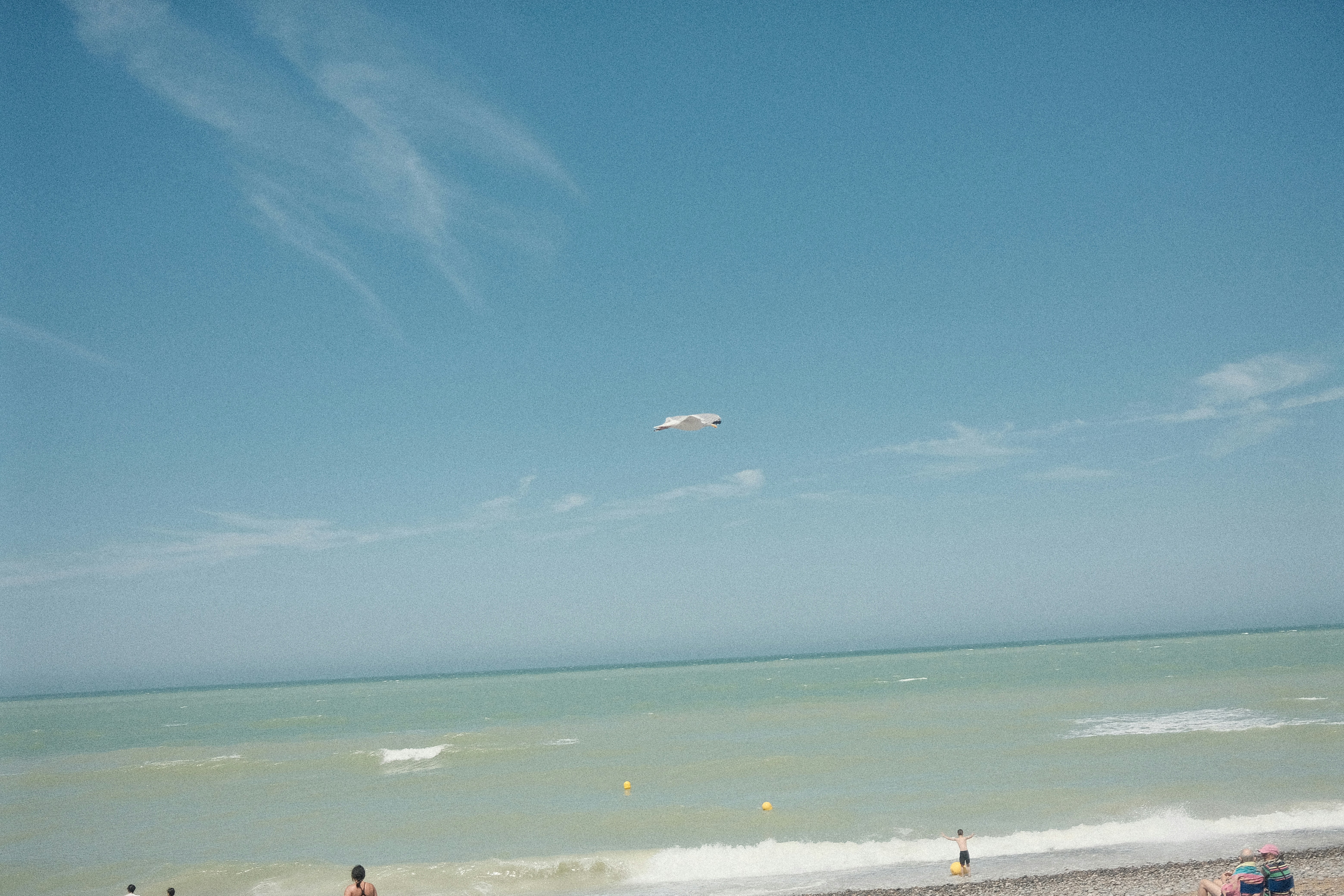 Soaring Gull Over A Calm Sea