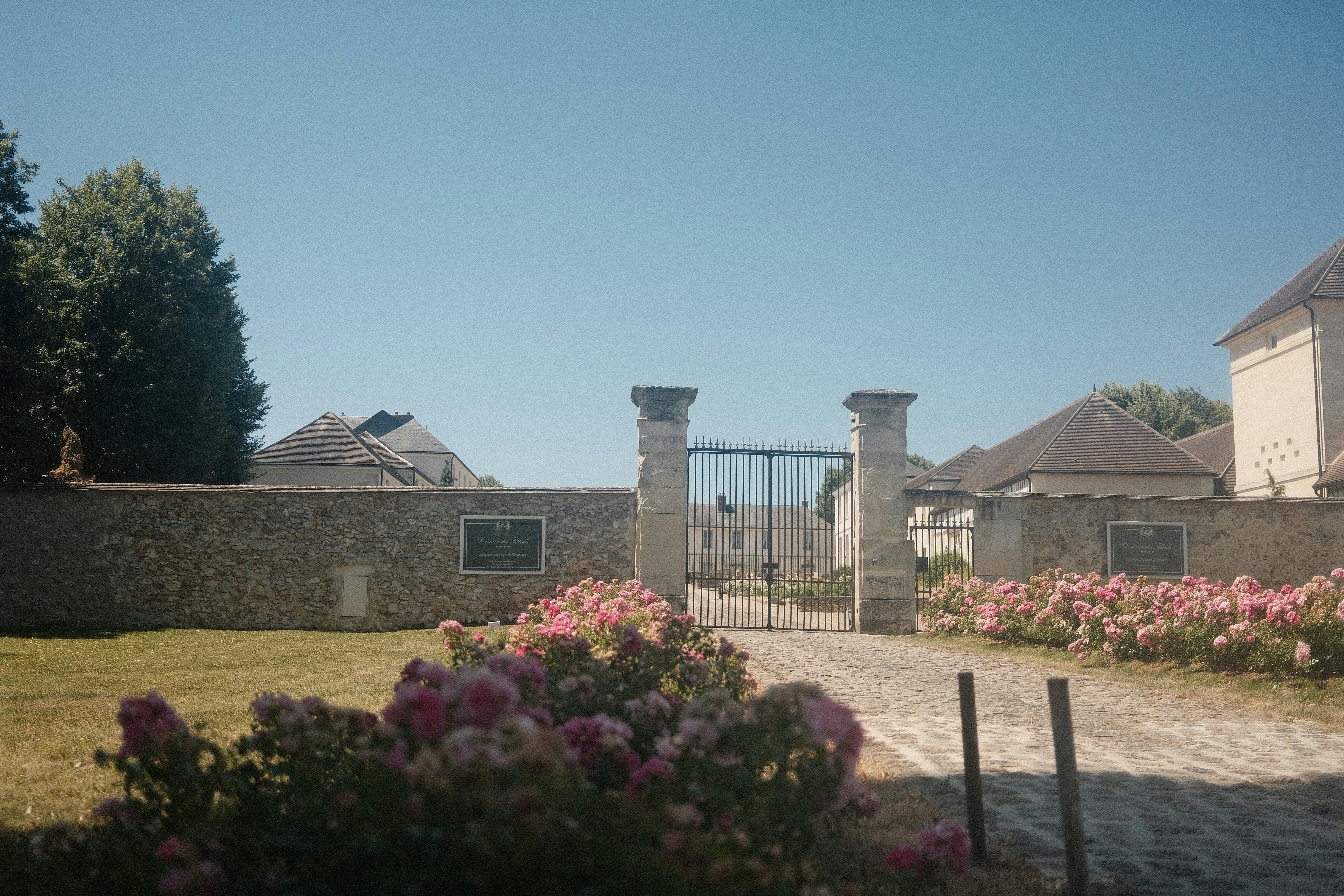 Sunlit Garden Gate: A Quiet Entrance Framed by Roses