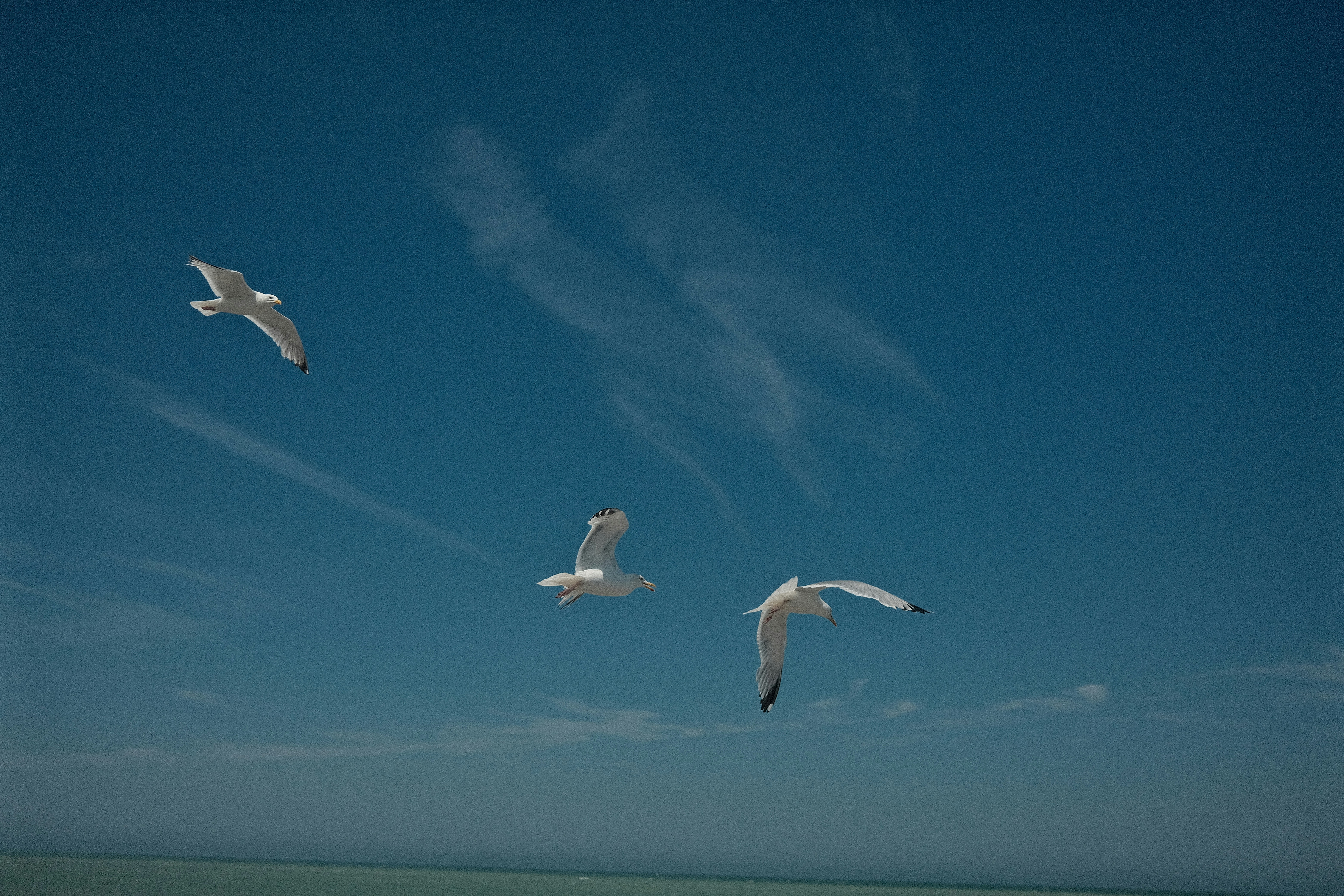 Seabirds in Glide over a Calm Blue Horizon