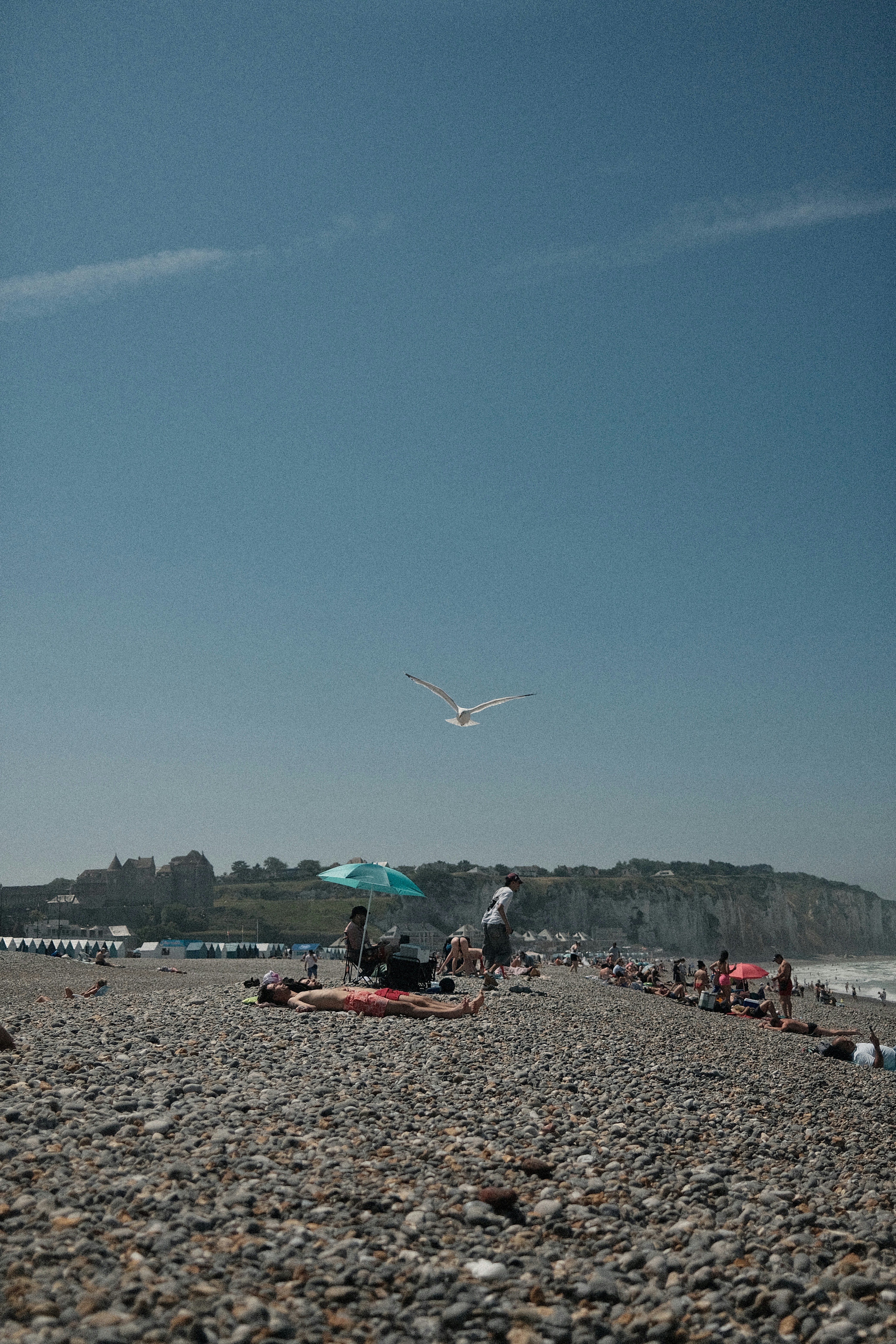 Seagull Over a Busy Pebble Beach