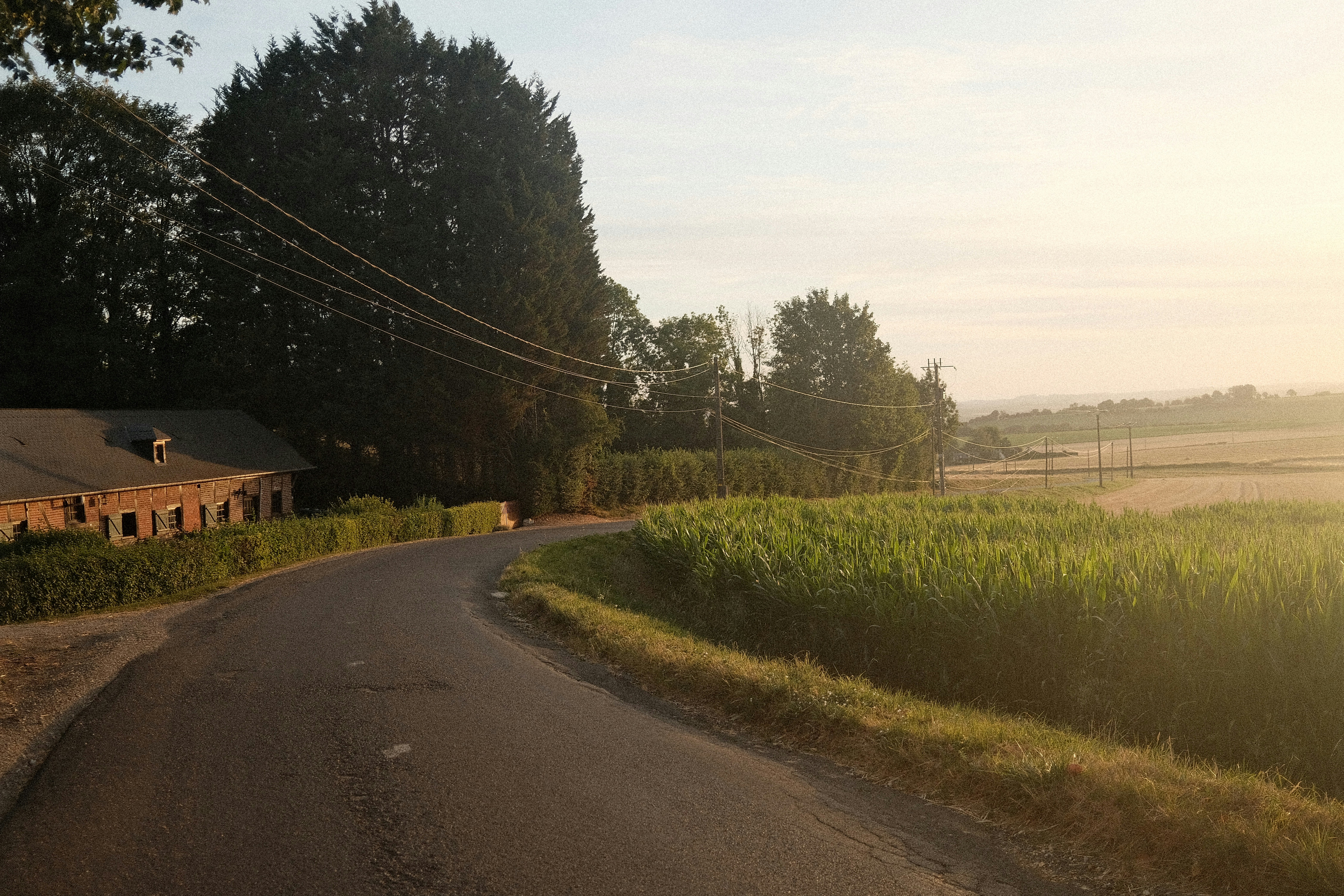 Winding Rural Road bathed in golden hour light