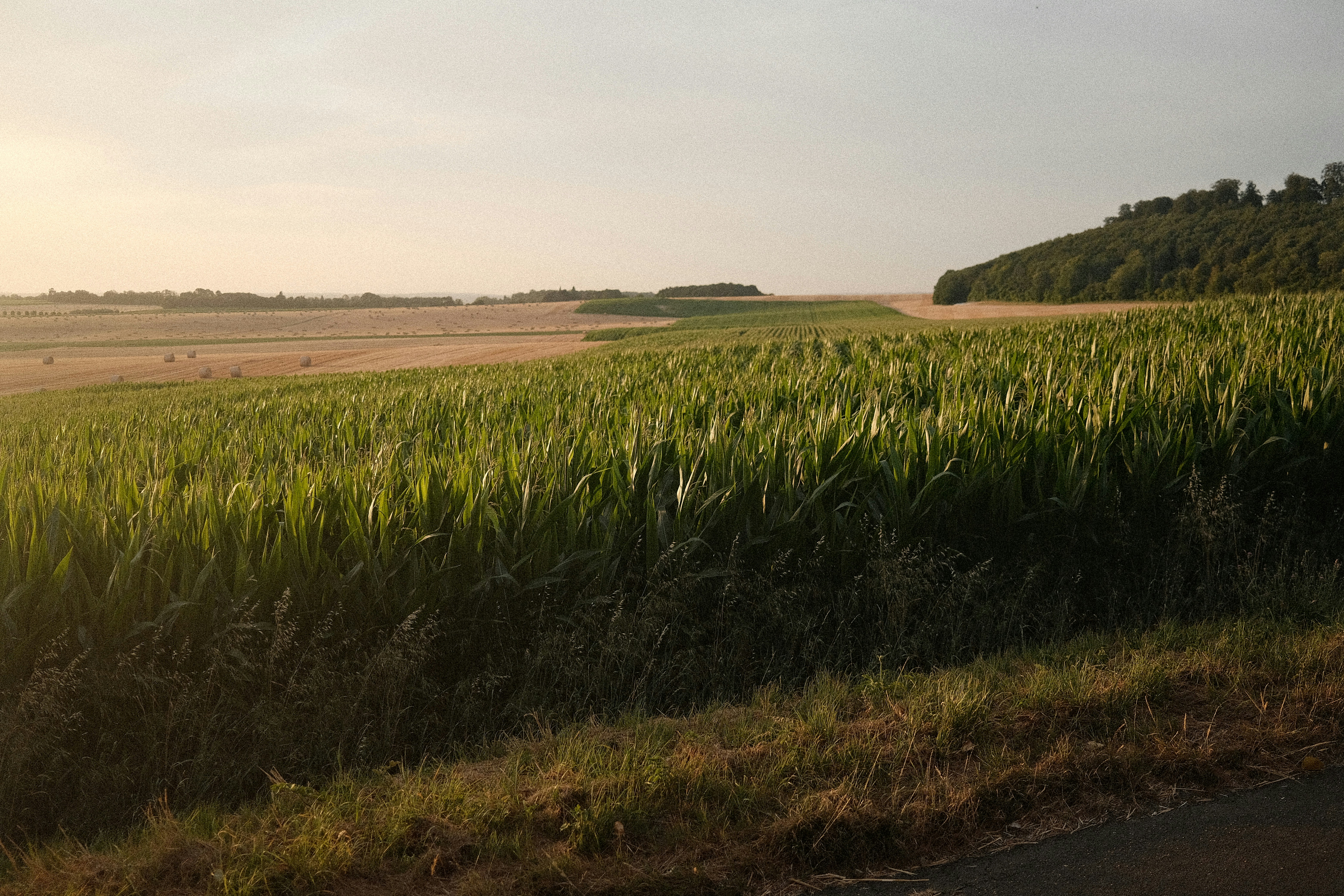 Golden Field Edge: A Quiet Horizon of Corn Beneath Evening Light