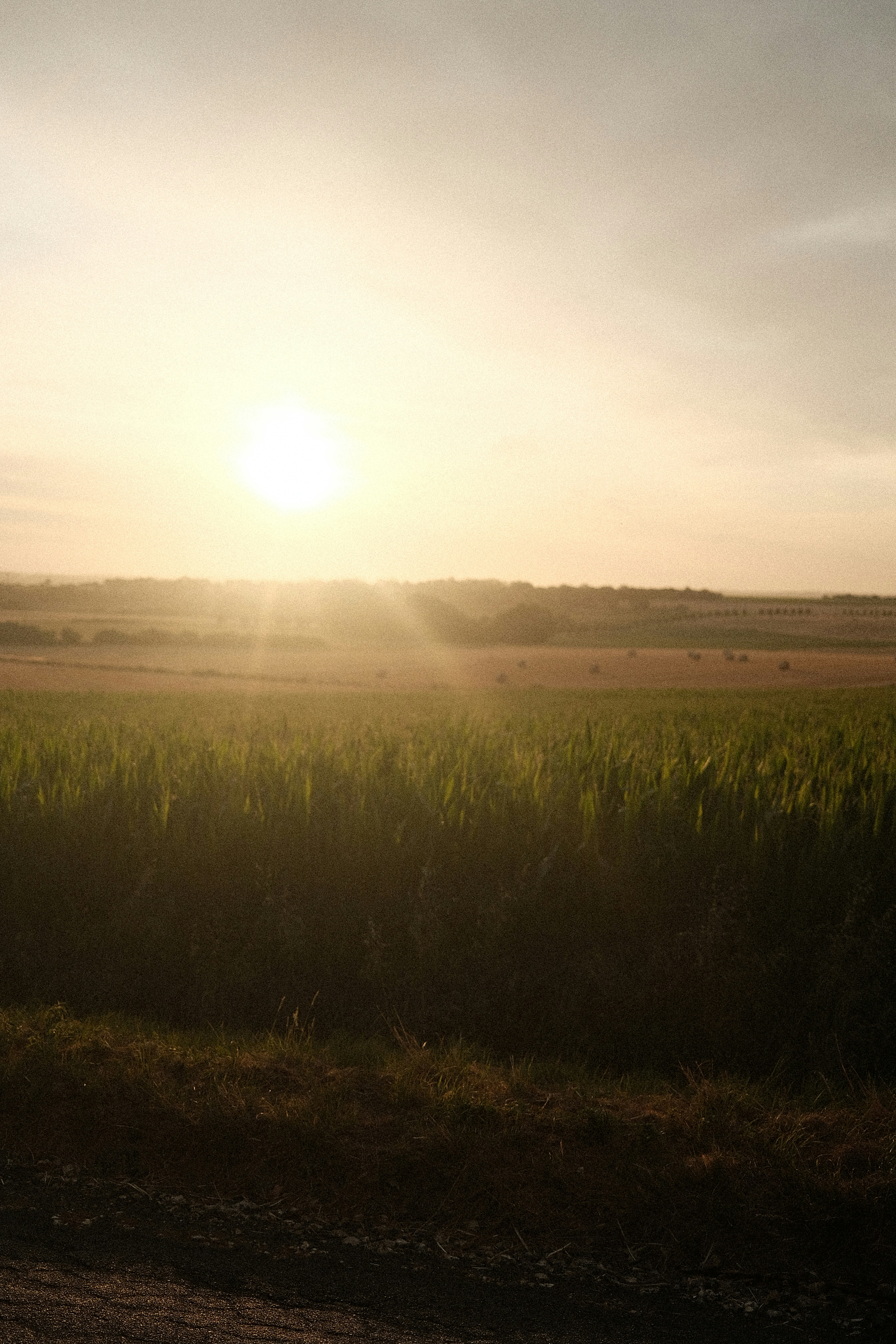 Sunlit Horizon over Wheat Field at Dusk