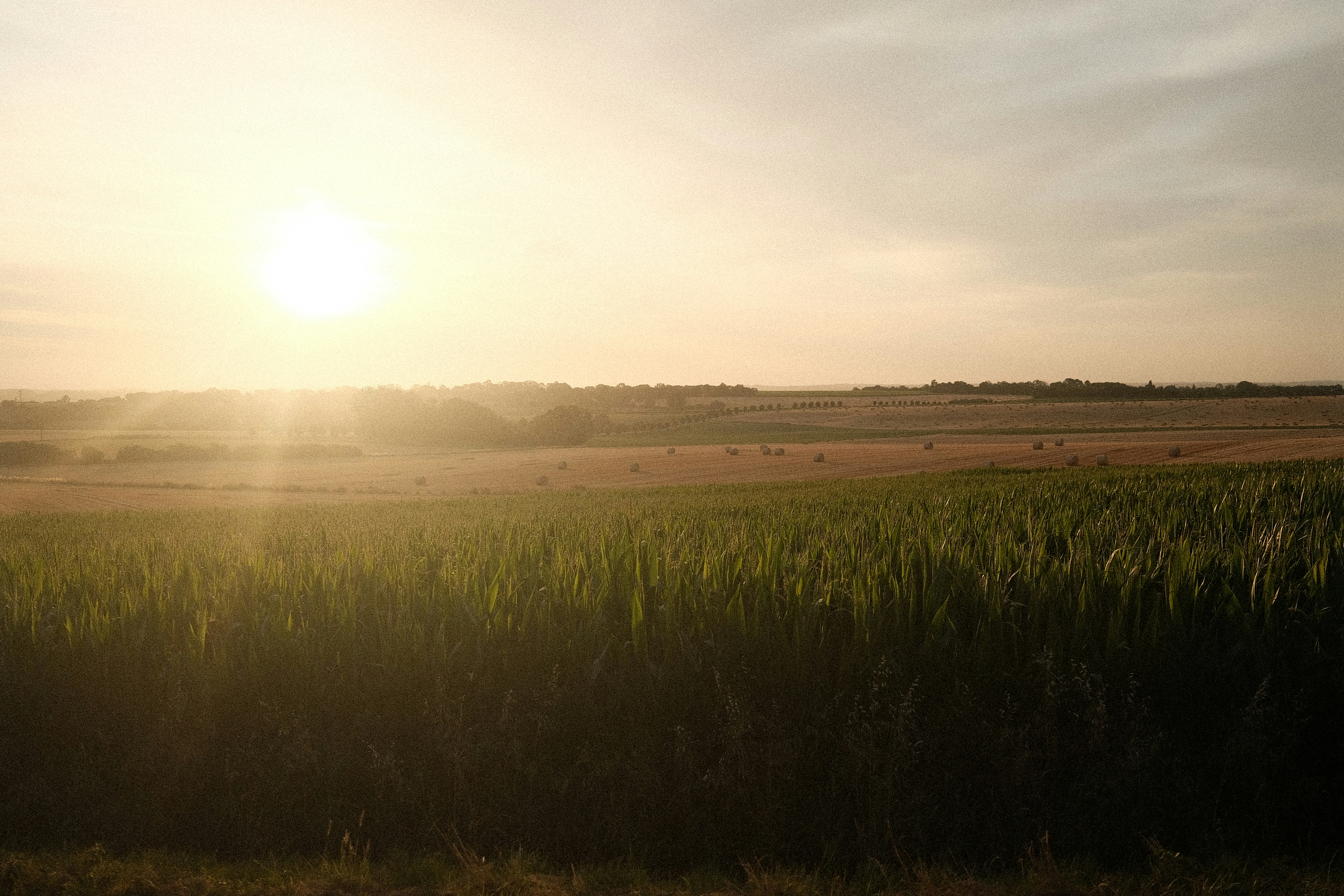 Sunlit Horizon over Tall Crops at Dusk