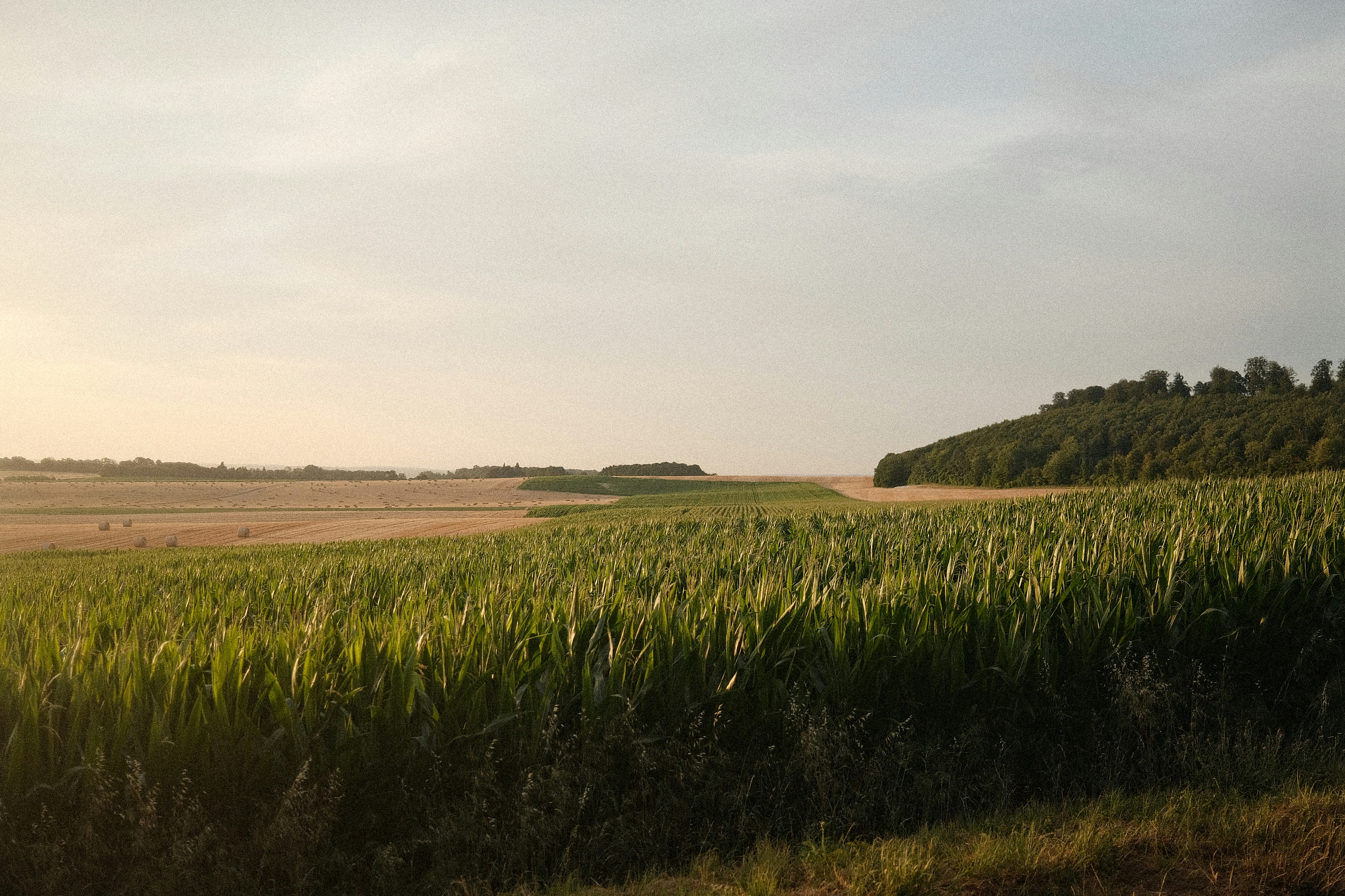 Golden Horizon: Fields of Tall Grass Reaching for the Evening Sky