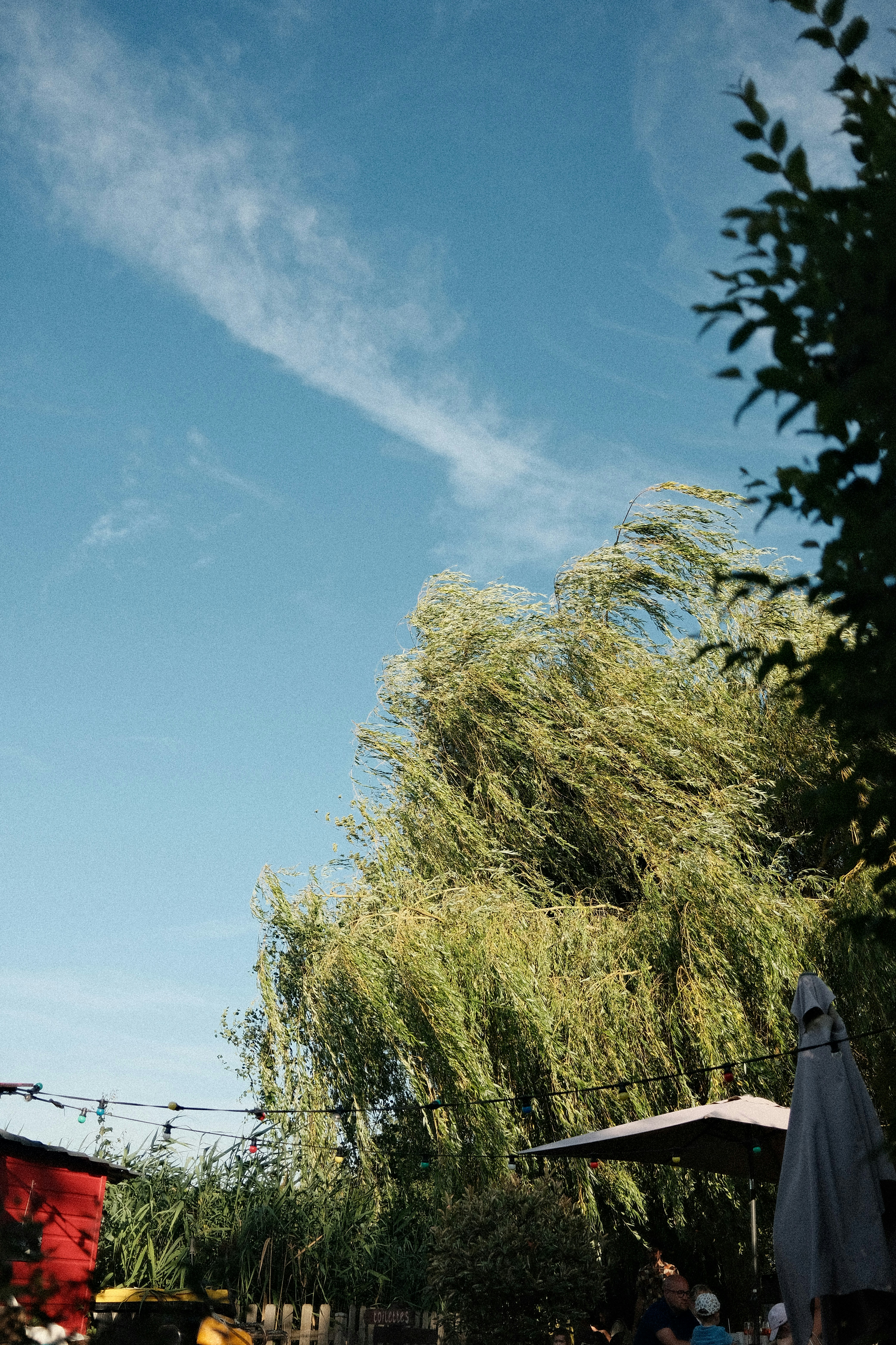 Willow against a sunlit sky over a backyard scene