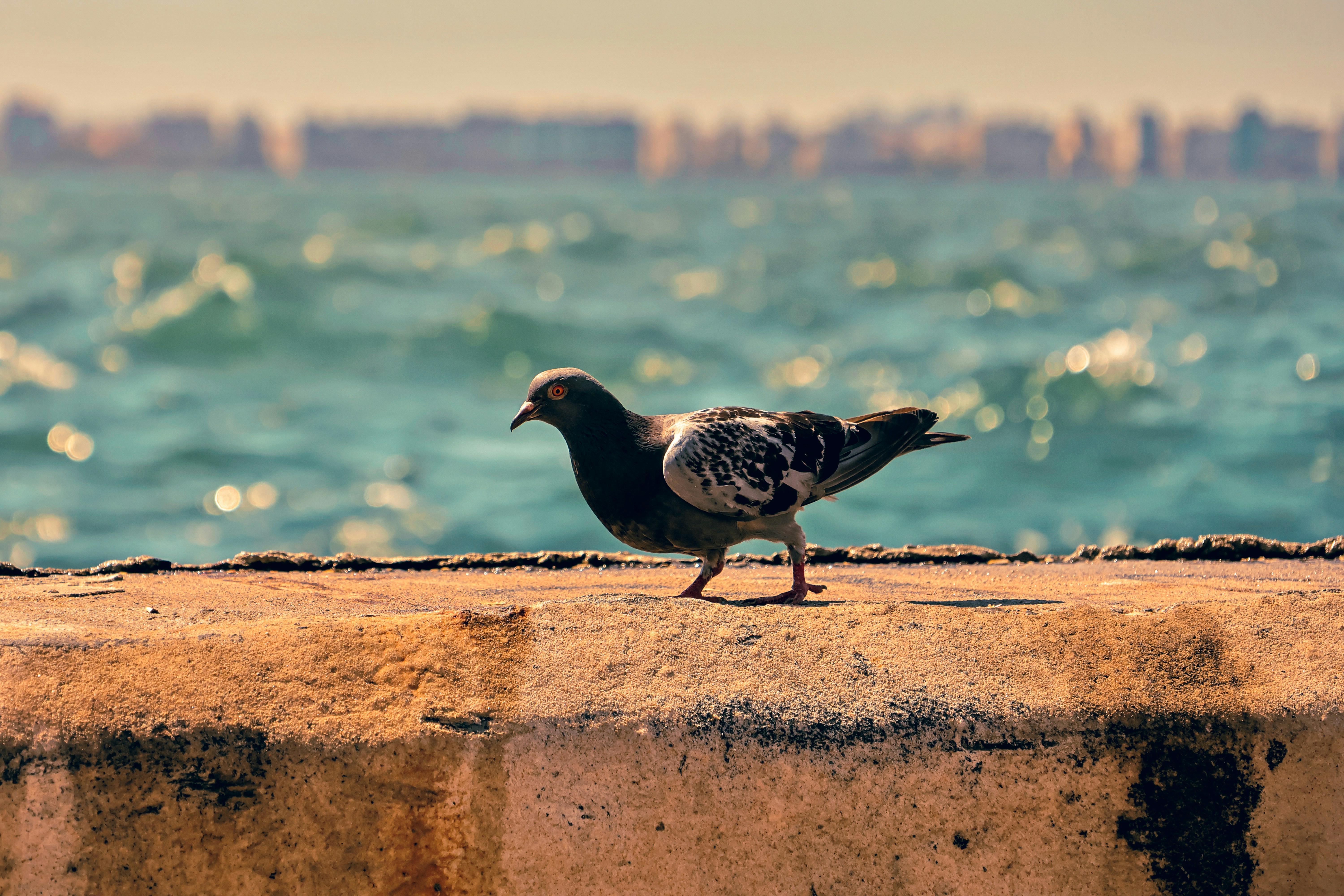 A lone pigeon strides along a sun-warmed seawall with the sea and distant cityscape blurred in the background. A crisp, practical nature shot that highlights urban wildlife by the water.