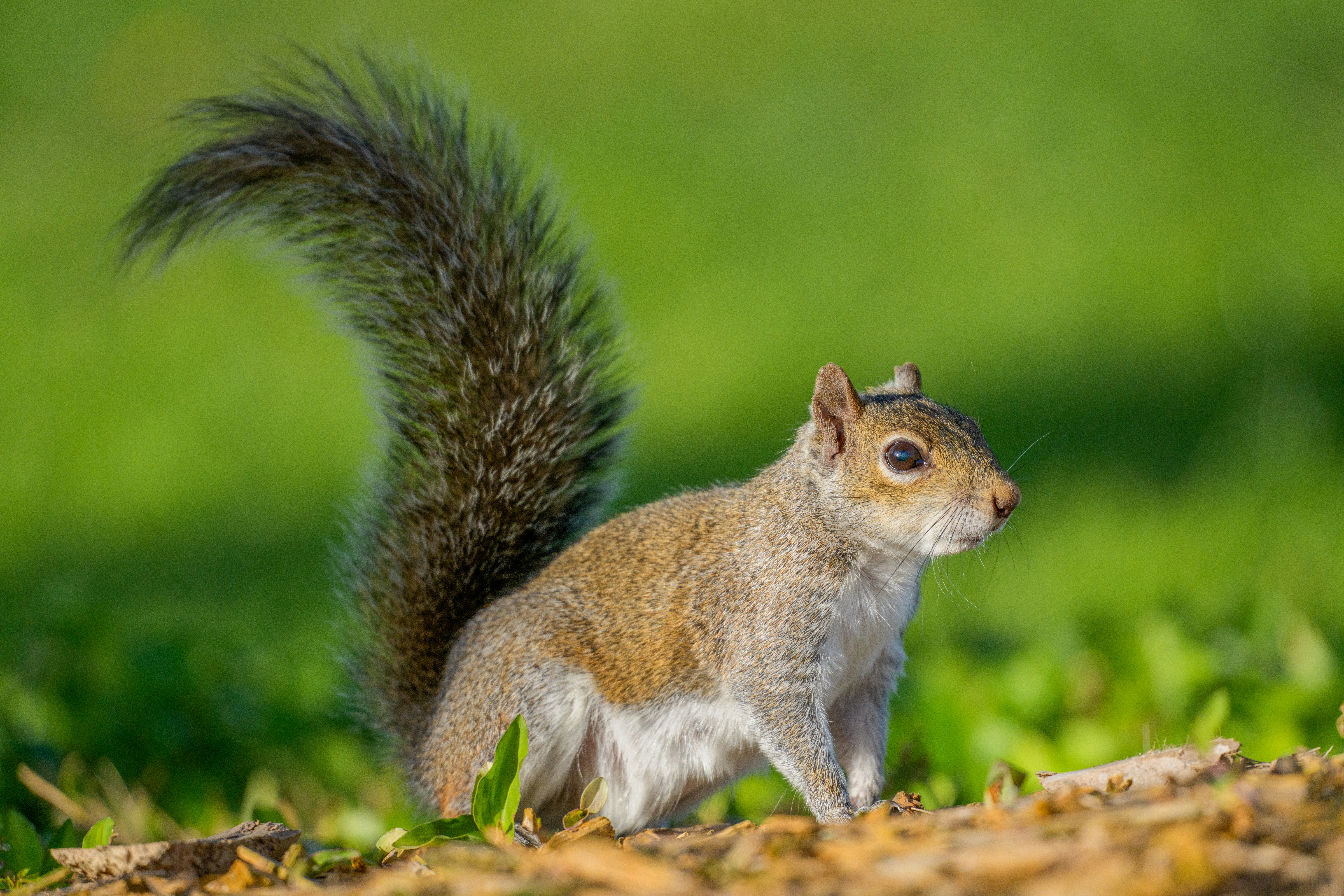 Sunlit squirrel stands on leaf-strewn ground with a blurred green background, highlighting its fur texture and alert pose.