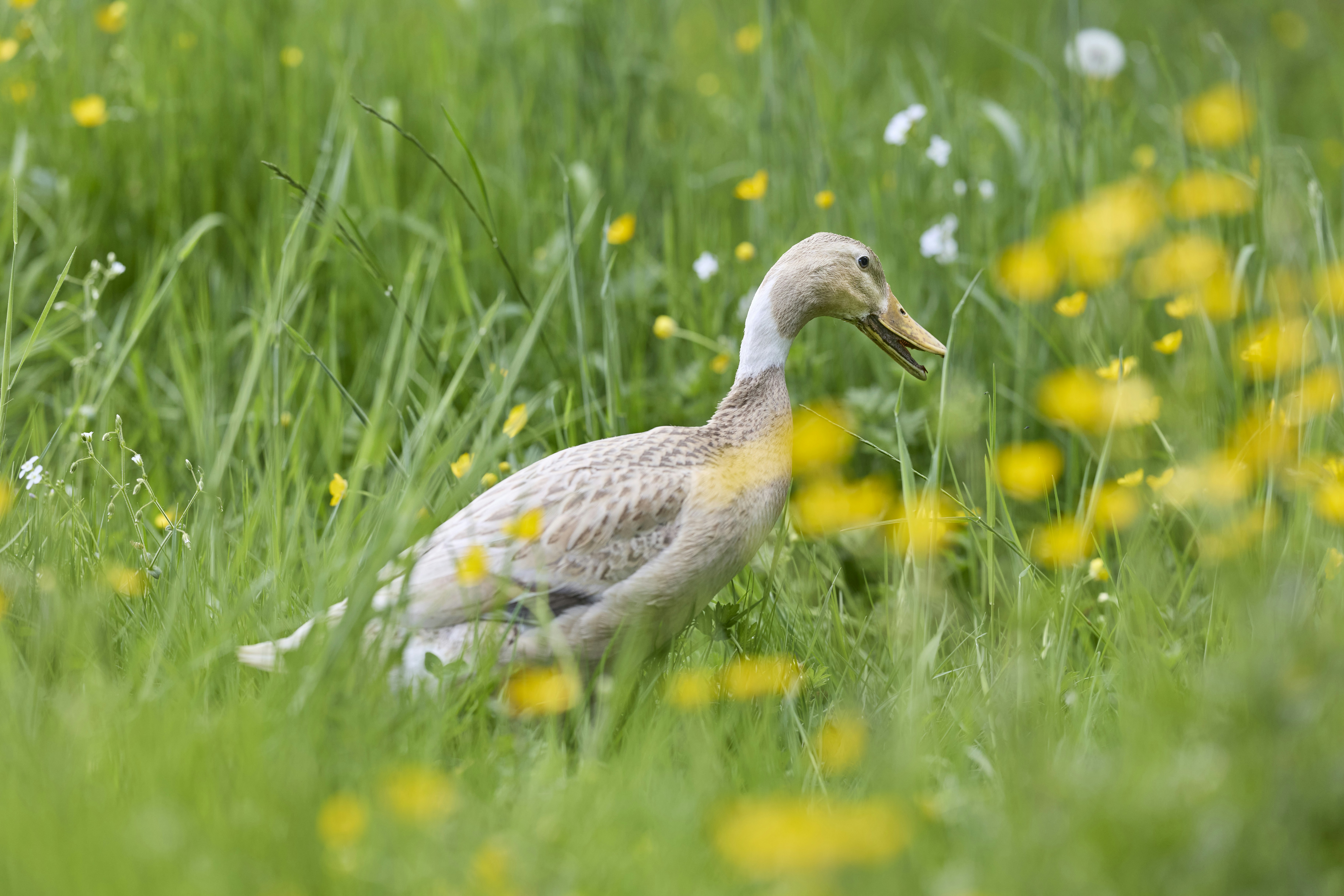 Duck in a Meadow of Dandelions