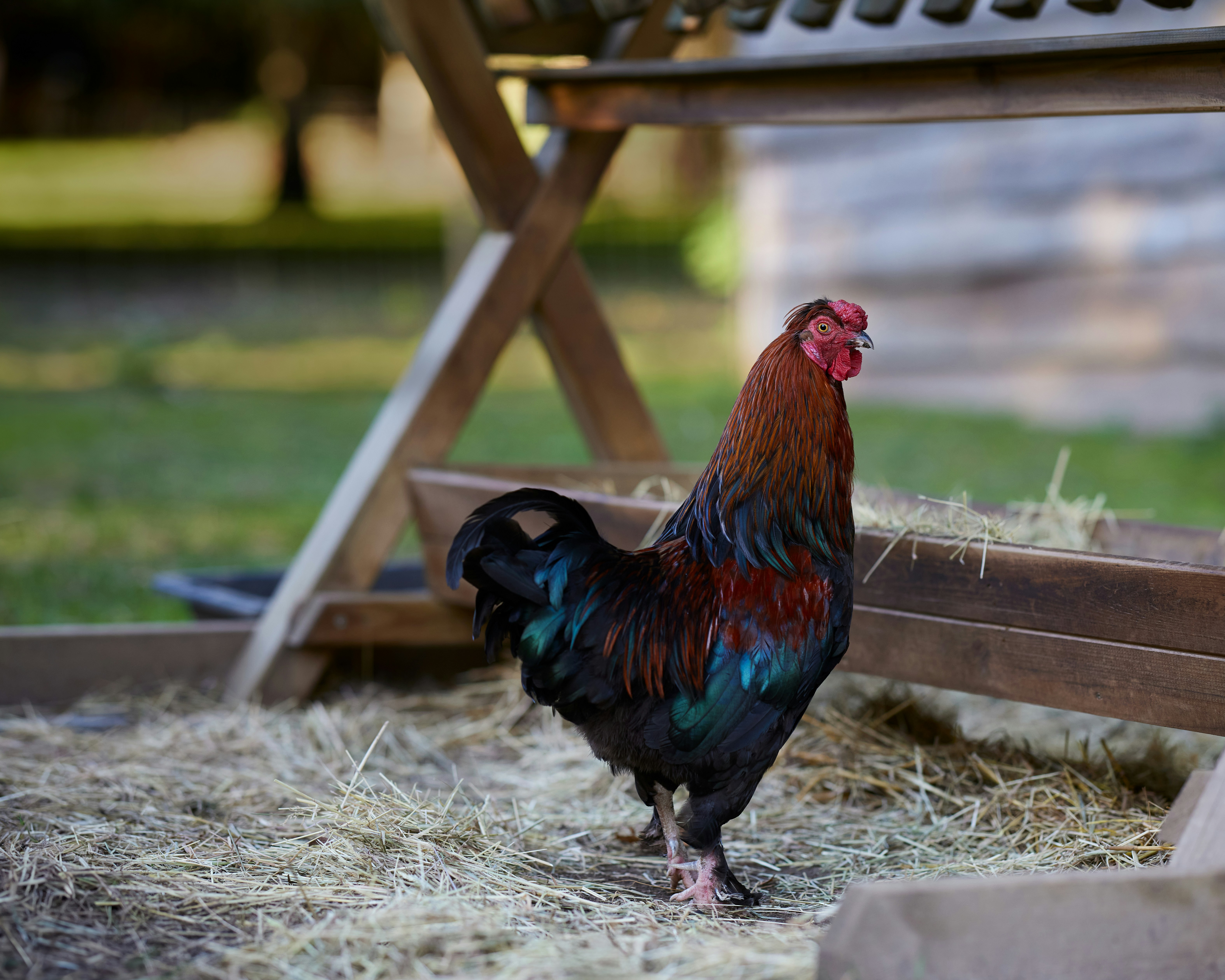 Rooster in a Sunlit Farmyard: Charcoal Feathers and Red Comb in Focus