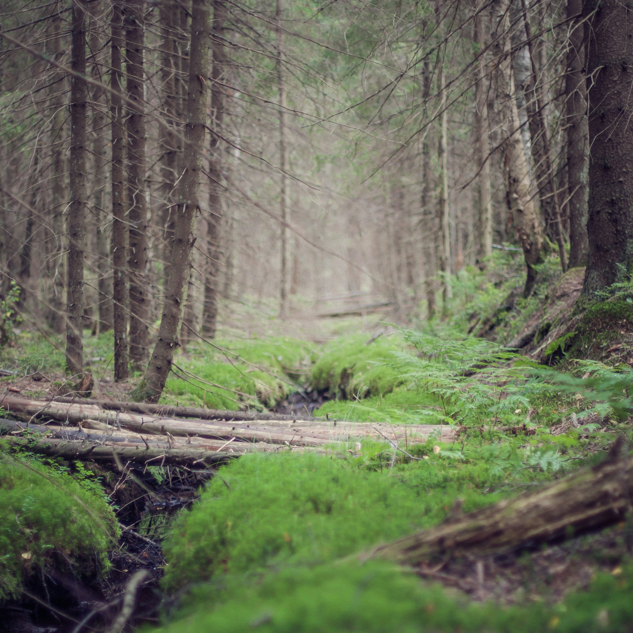 Emerald Corridor: a sunlit path through mossy pines
