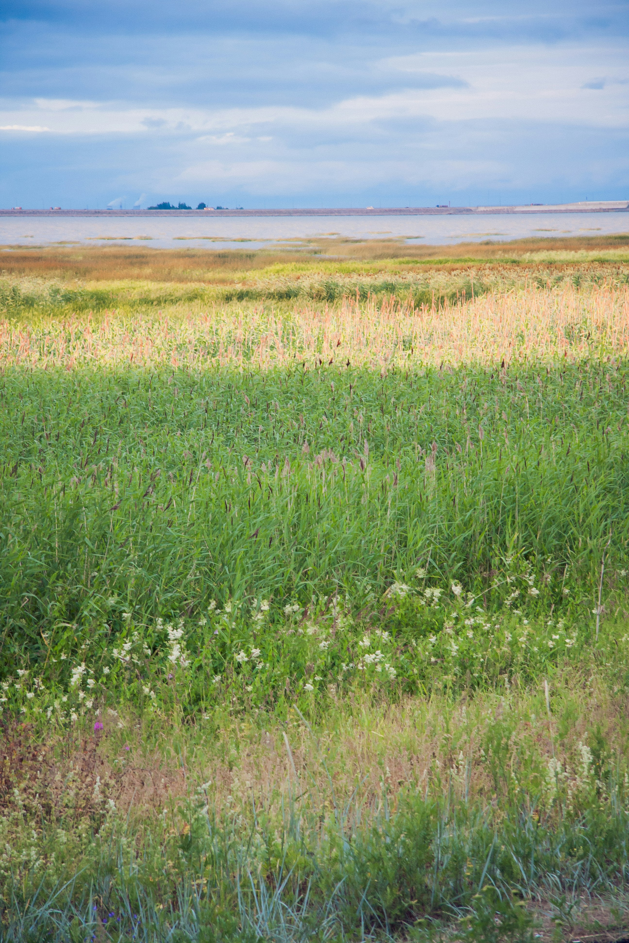 Sunlit Meadow: A Quiet Tapestry of Grasses and Far Horizon