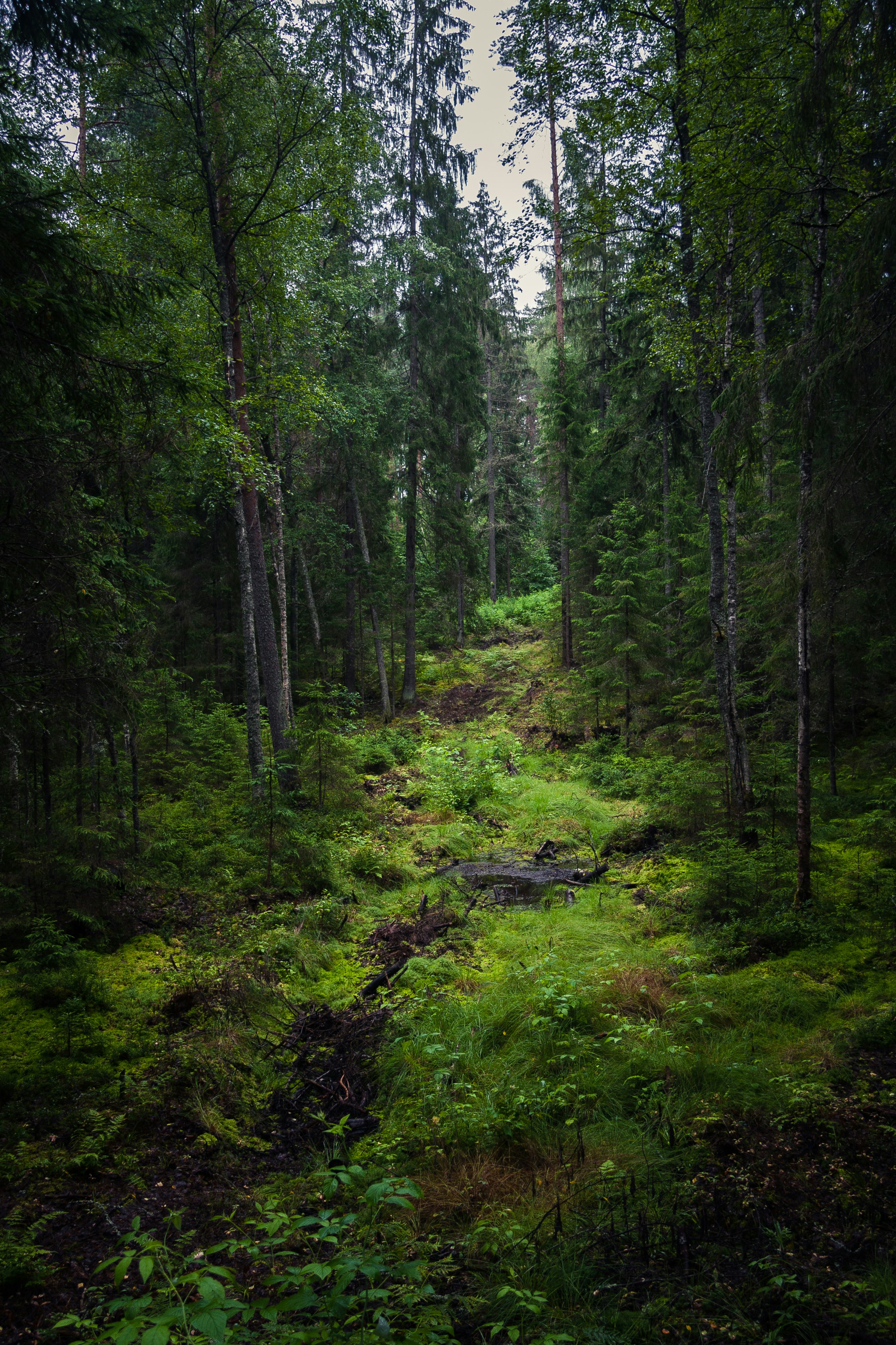 Forest Pathway into Emerald Silence