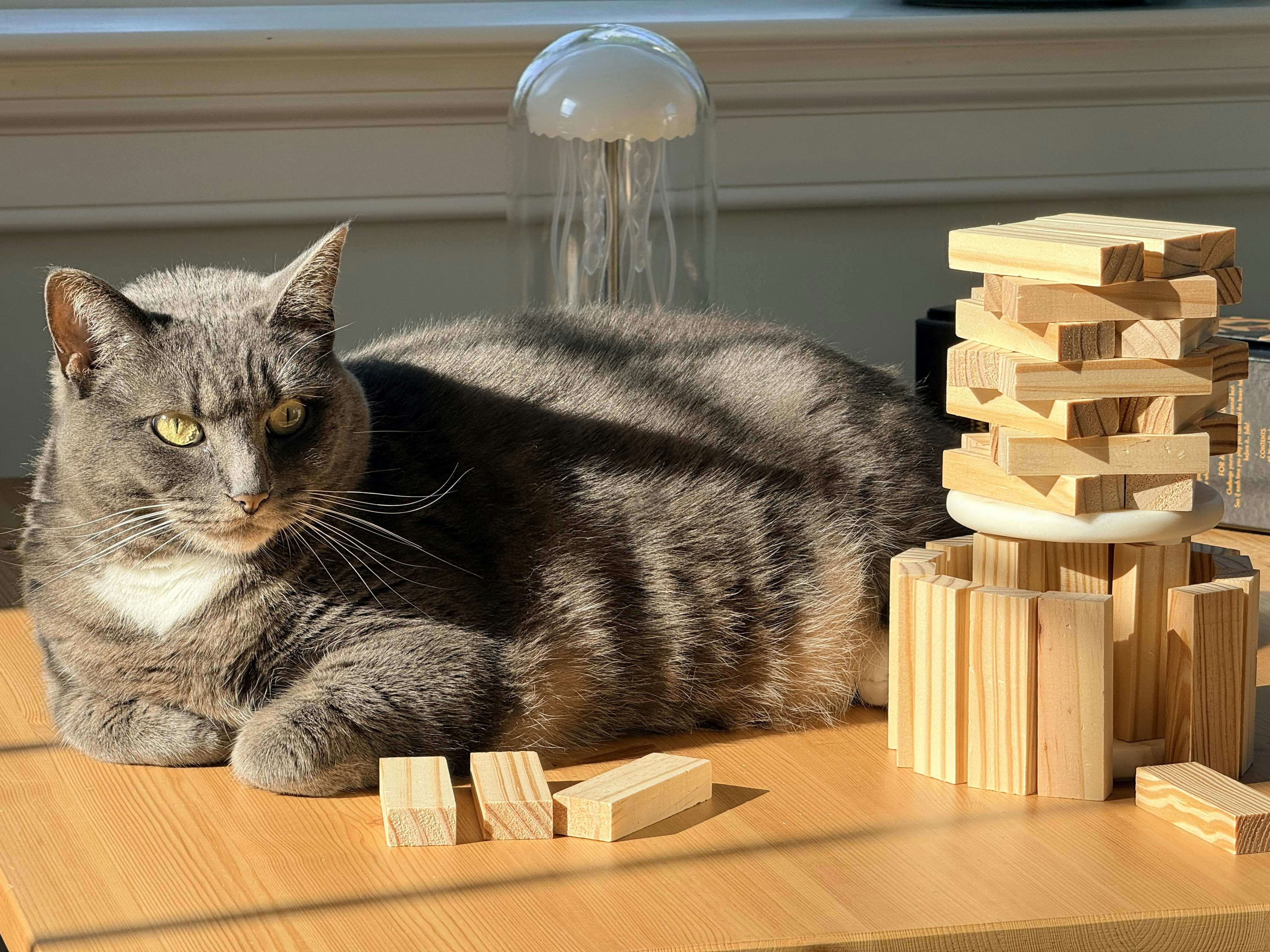 Sunlit Cat Among Wooden Blocks on a Sunny Window Table