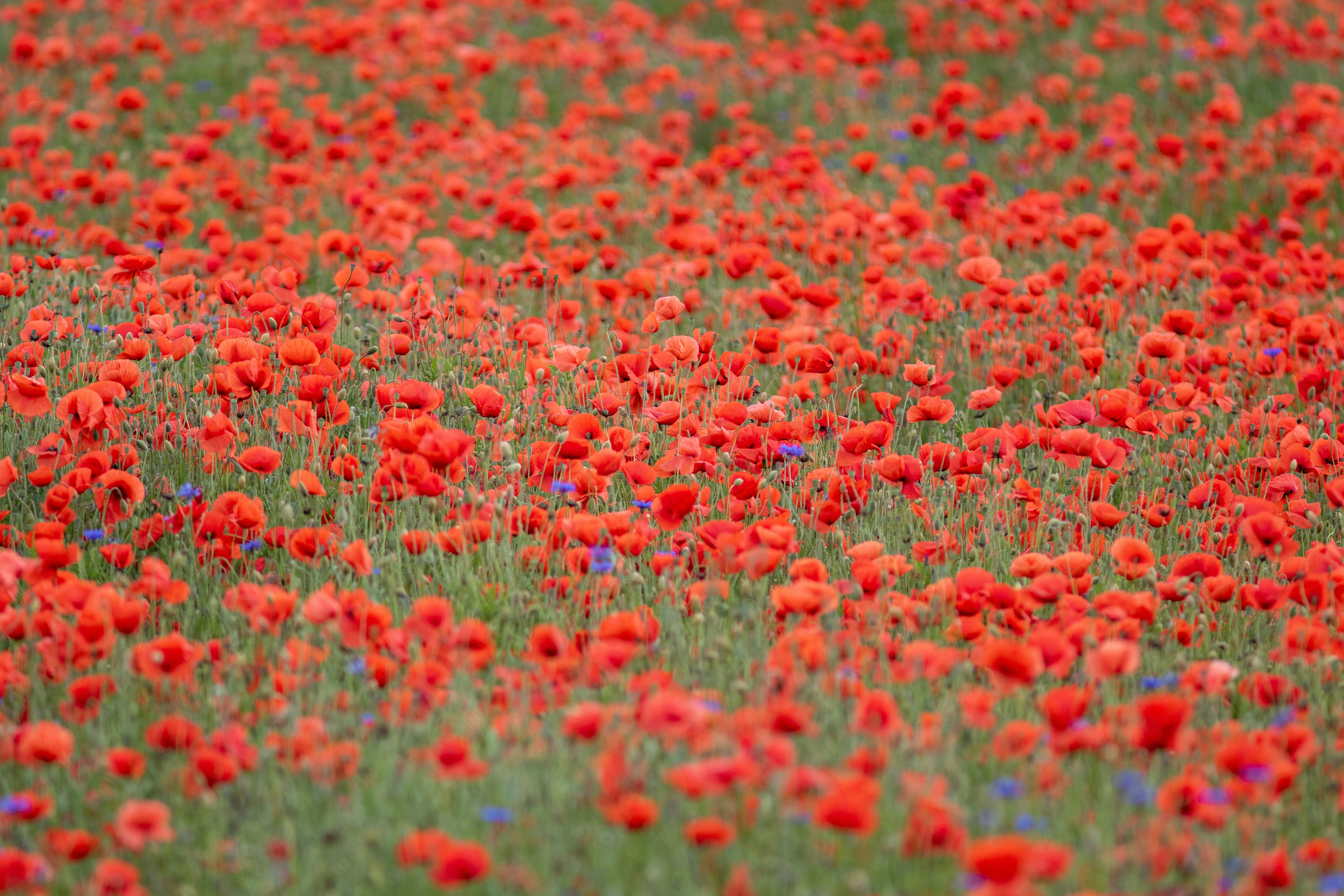 Field of Papery Red: A Sea of Poppies in Soft Focus
