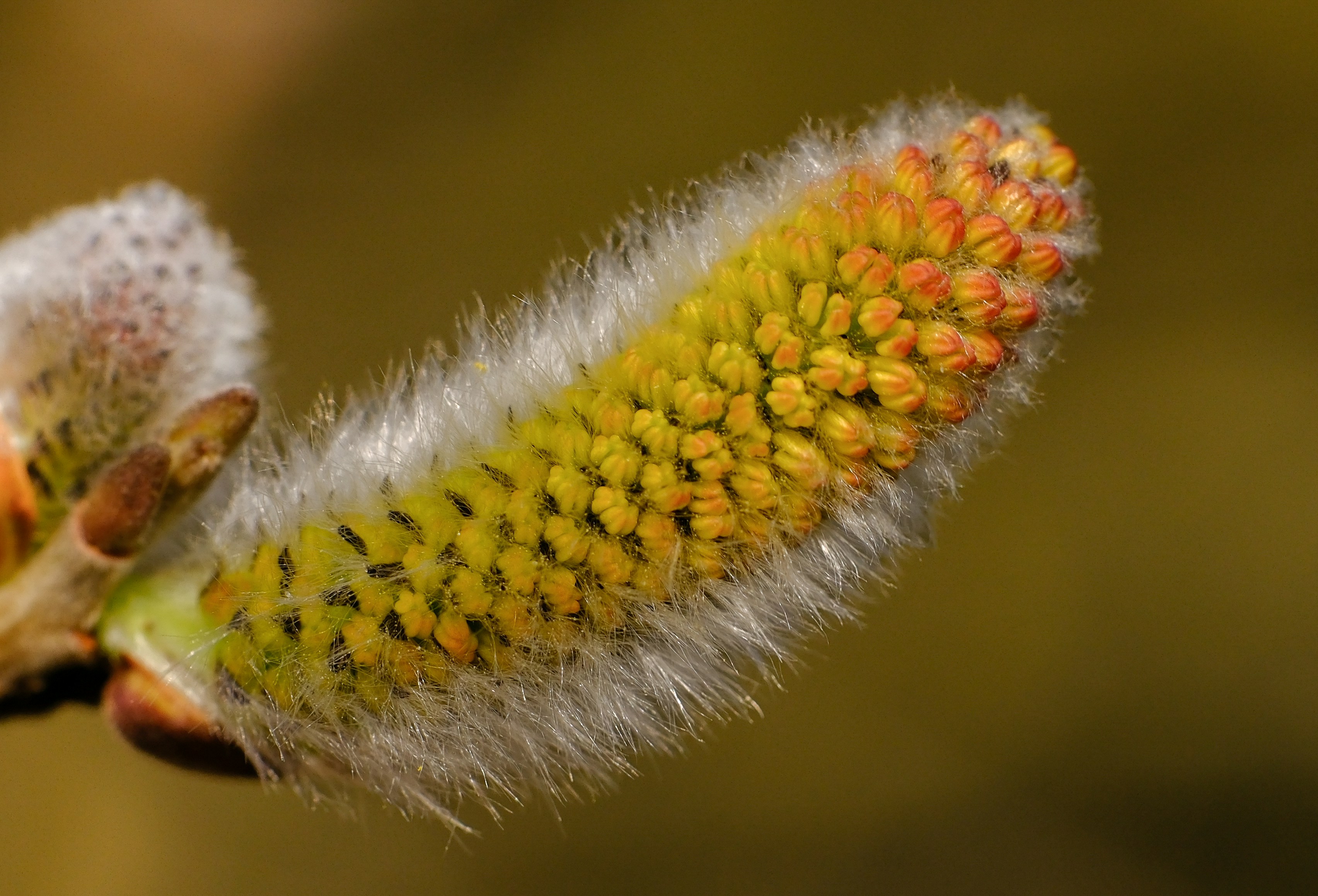 Fuzzy Ribbon of Emergence: A Close-Up on Buds and Trichomes