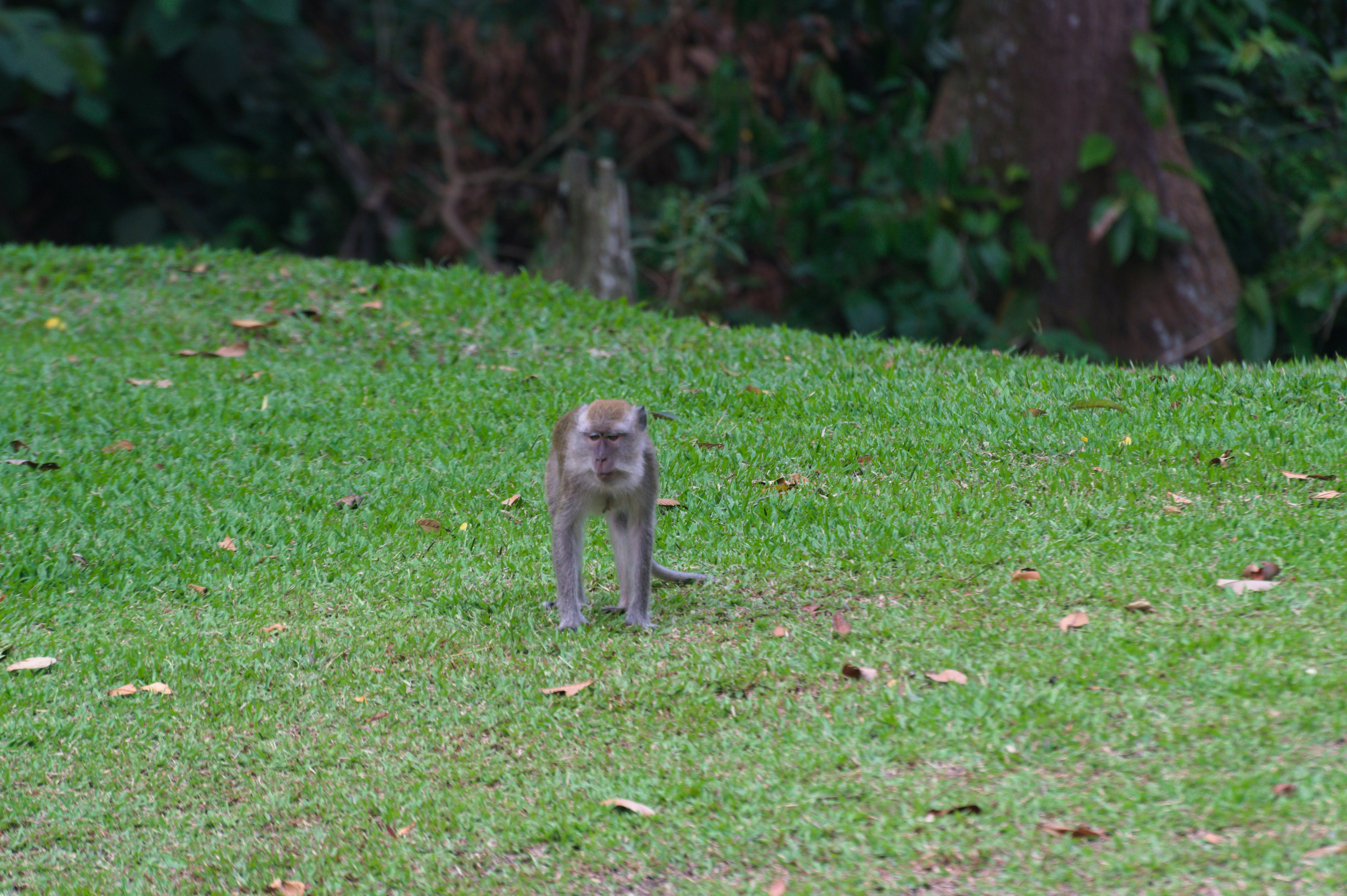 Curious Monkeys on a Sunlit Carpet