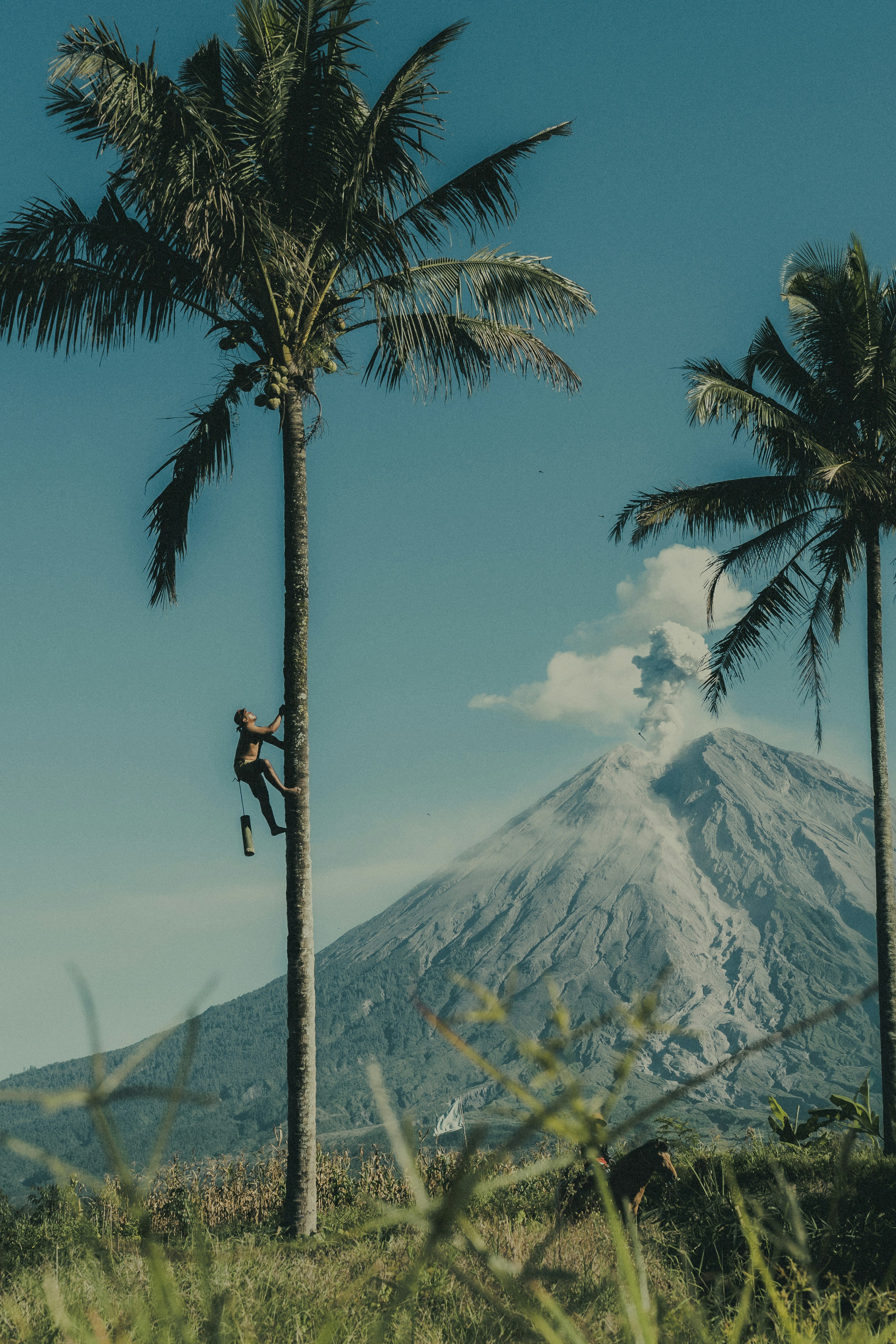 Climbing Palm: A Lone Mountaineer on a Trunk against an Active Volcano