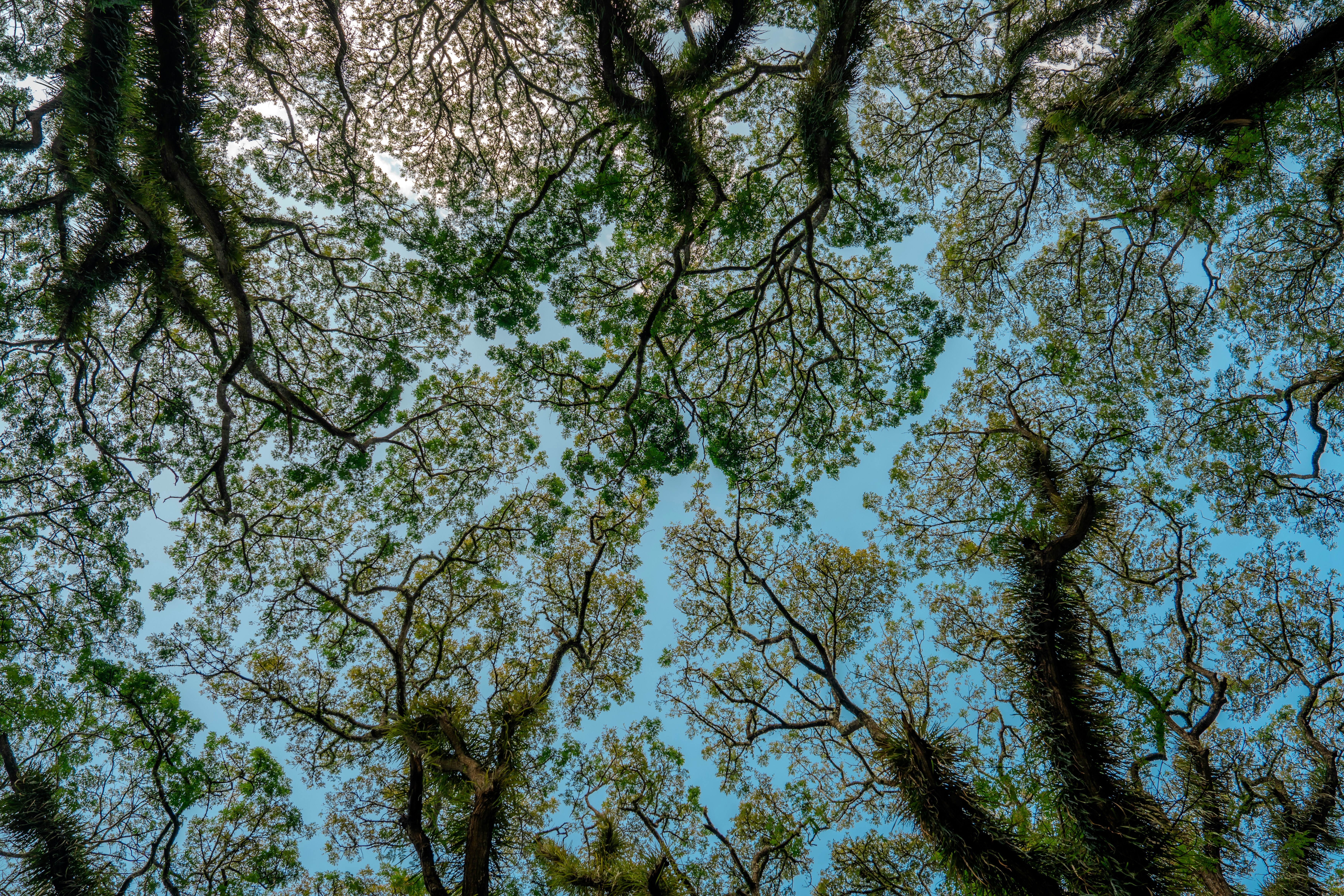 Looking Up Through the Canopy: Sky Through Branches